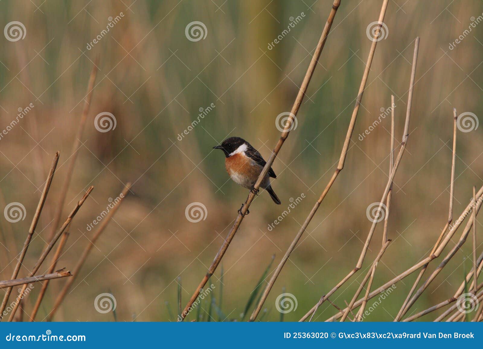 European Stonechat, Saxicola Rubicola Stock Photo - Image of rubicola ...