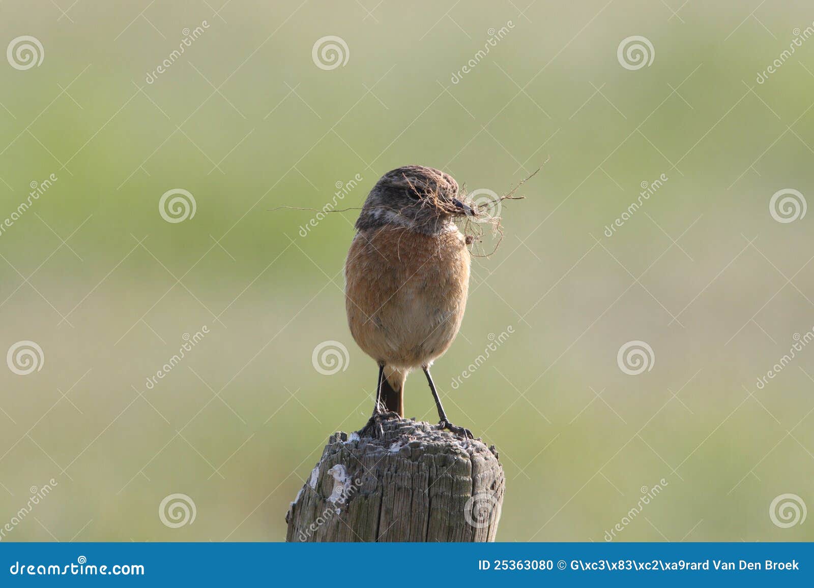 European Stonechat, Saxicola Rubicola Stock Photo - Image of wings ...