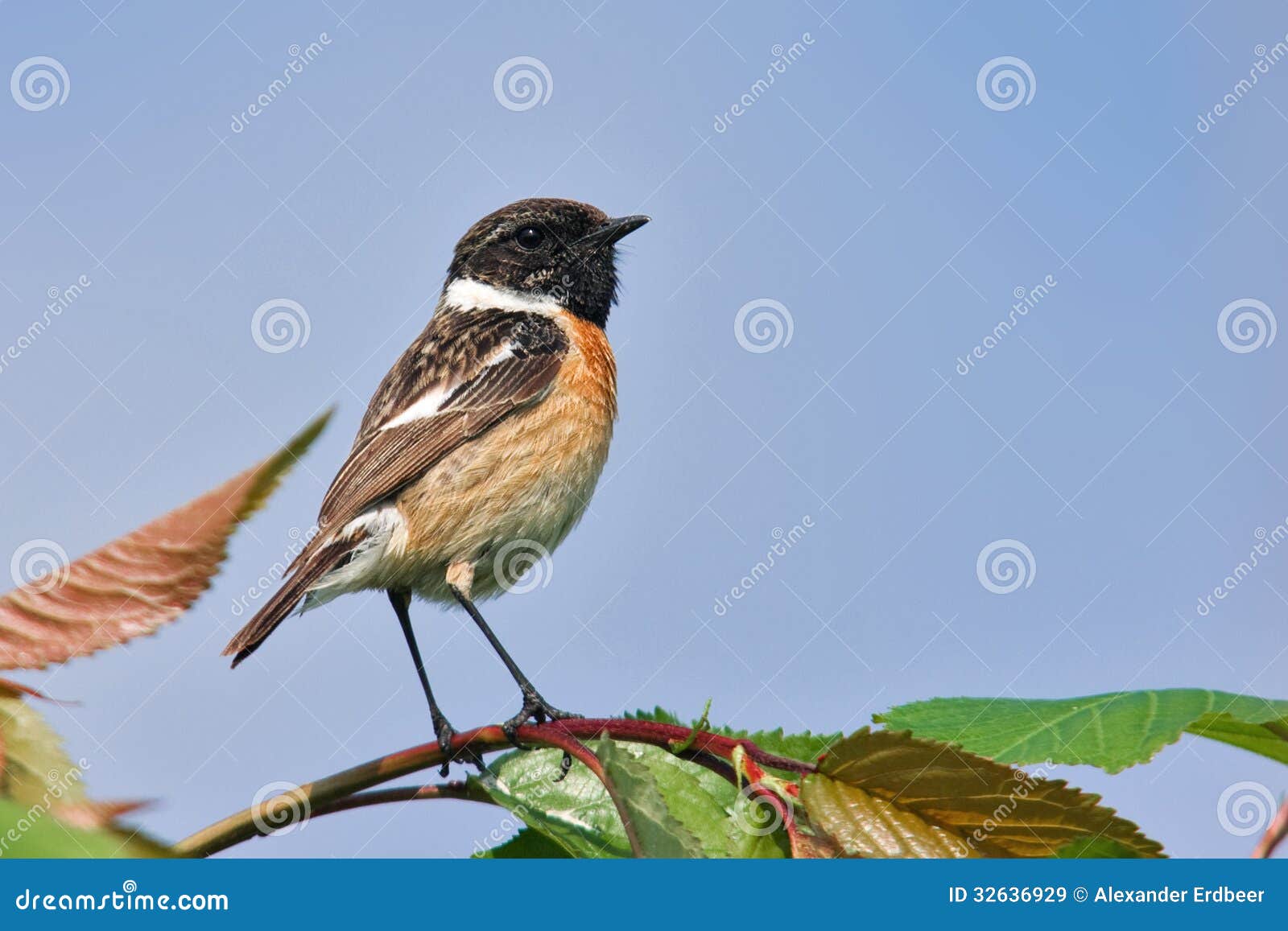 European stonechat stock image. Image of beauty, stonechat - 32636929