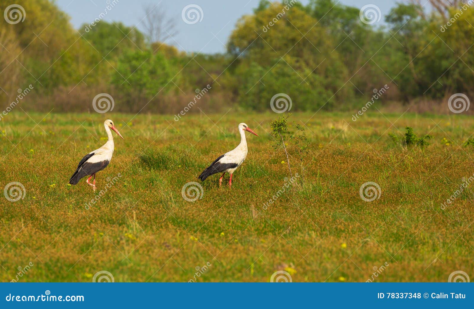 European Stork, Ciconia, in Natural Environment Stock Photo - Image of ...