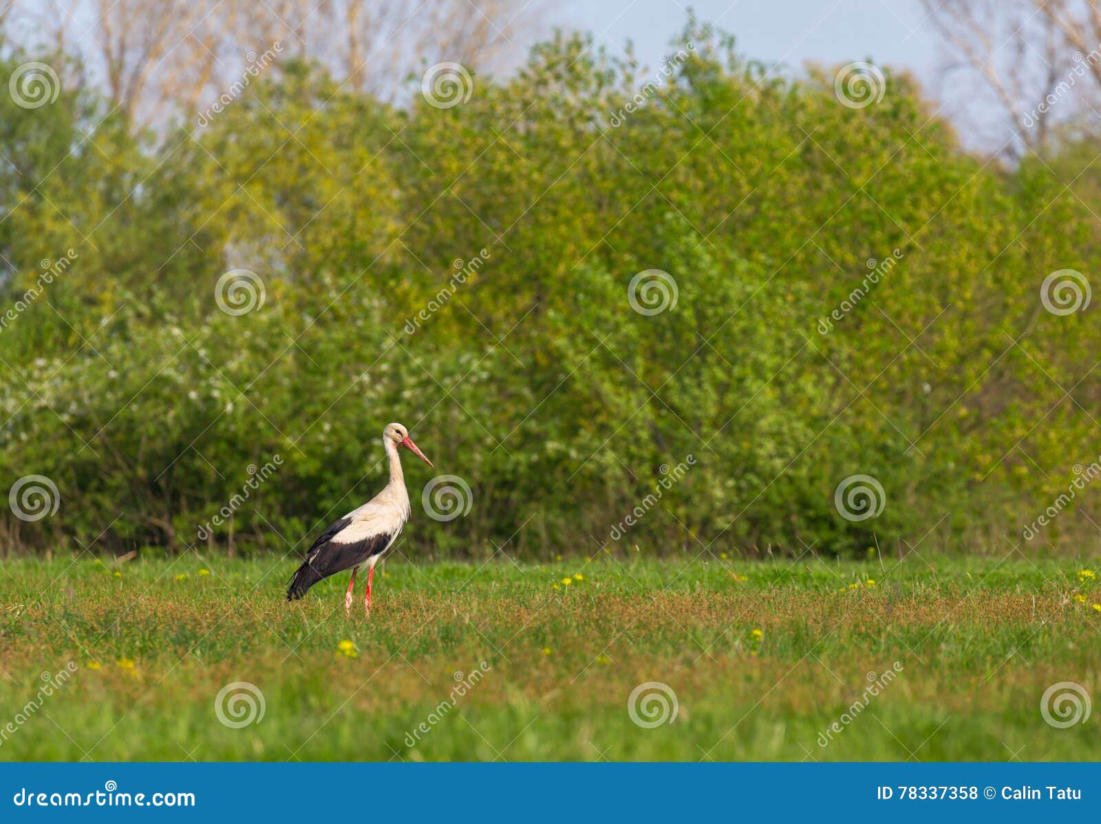 European Stork, Ciconia, in Natural Environment Stock Photo - Image of ...