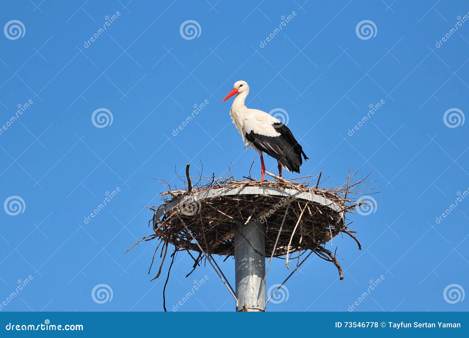 European Stork stock photo. Image of wild, white, nature - 73546778