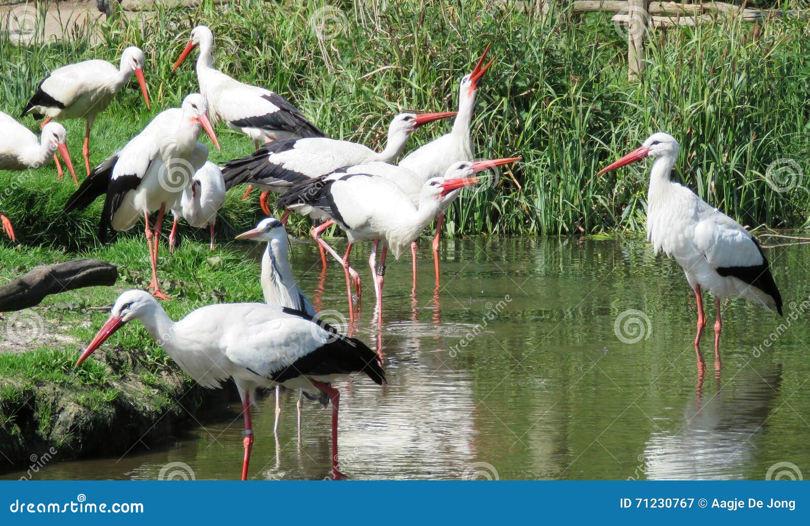 European storks in pond stock image. Image of storks - 71230767