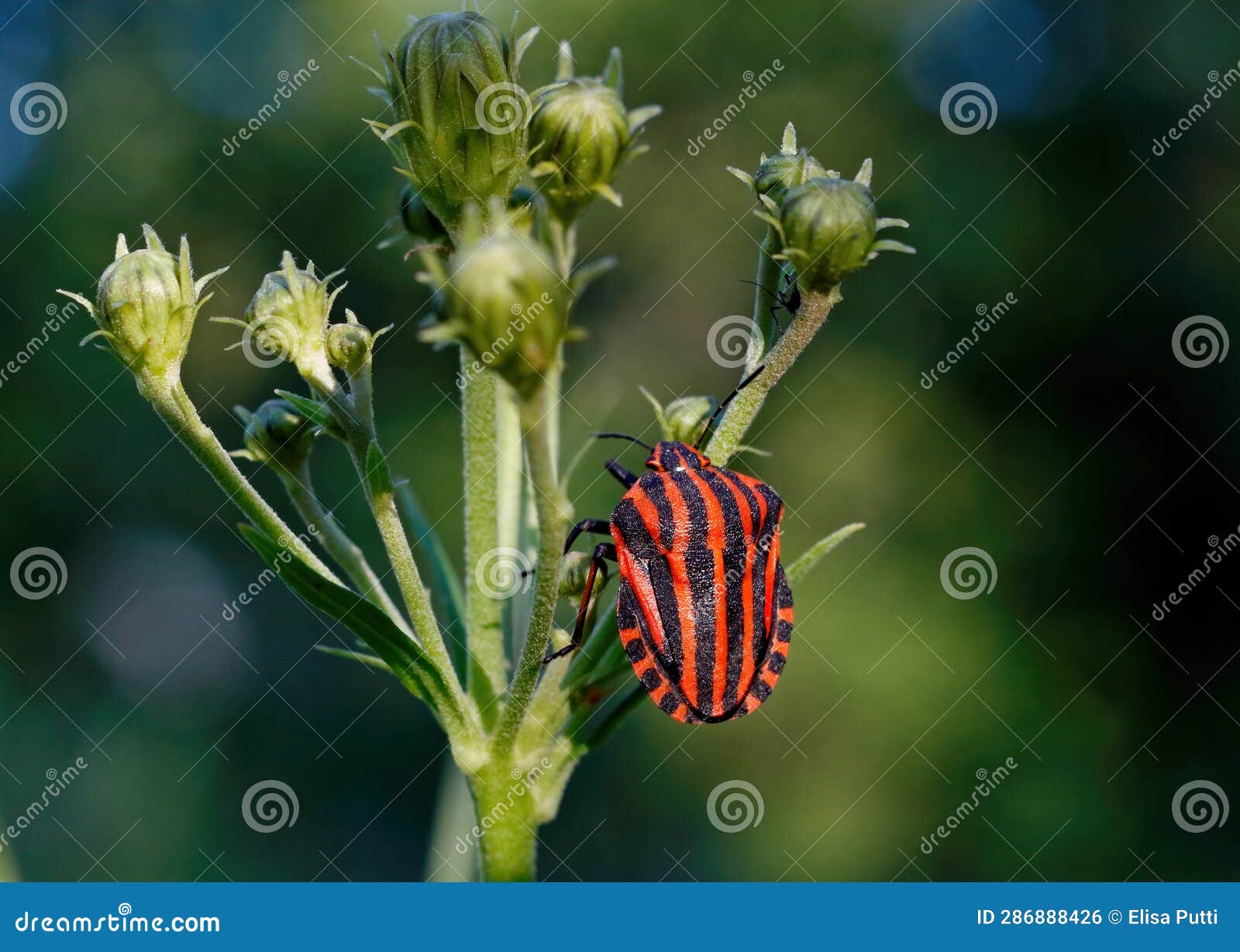 European Striped Shield Bug on a Plant Stock Photo - Image of italicum ...