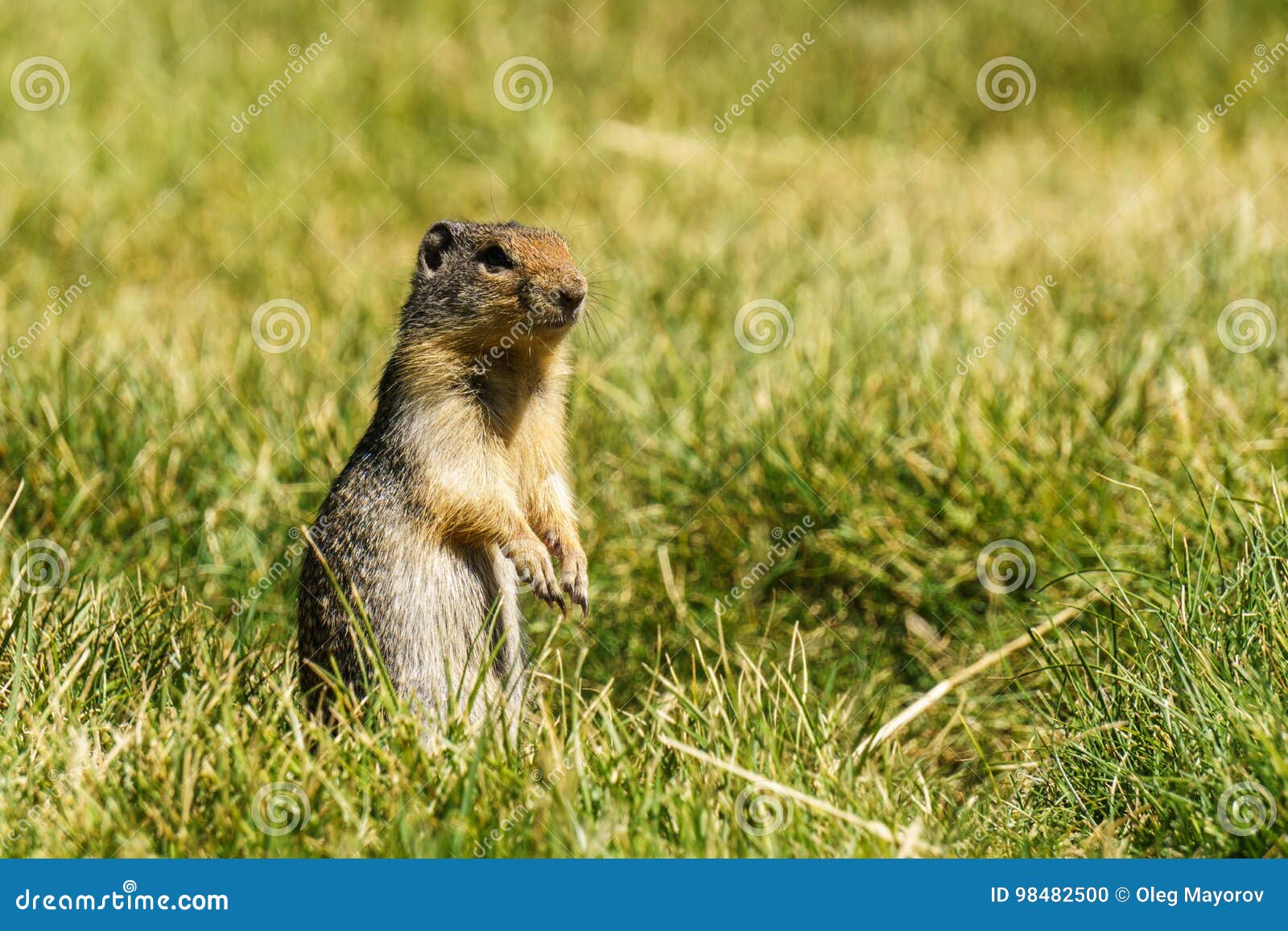 European Suslik Gopher or Ground Squirrel in the Wilderness Outside ...
