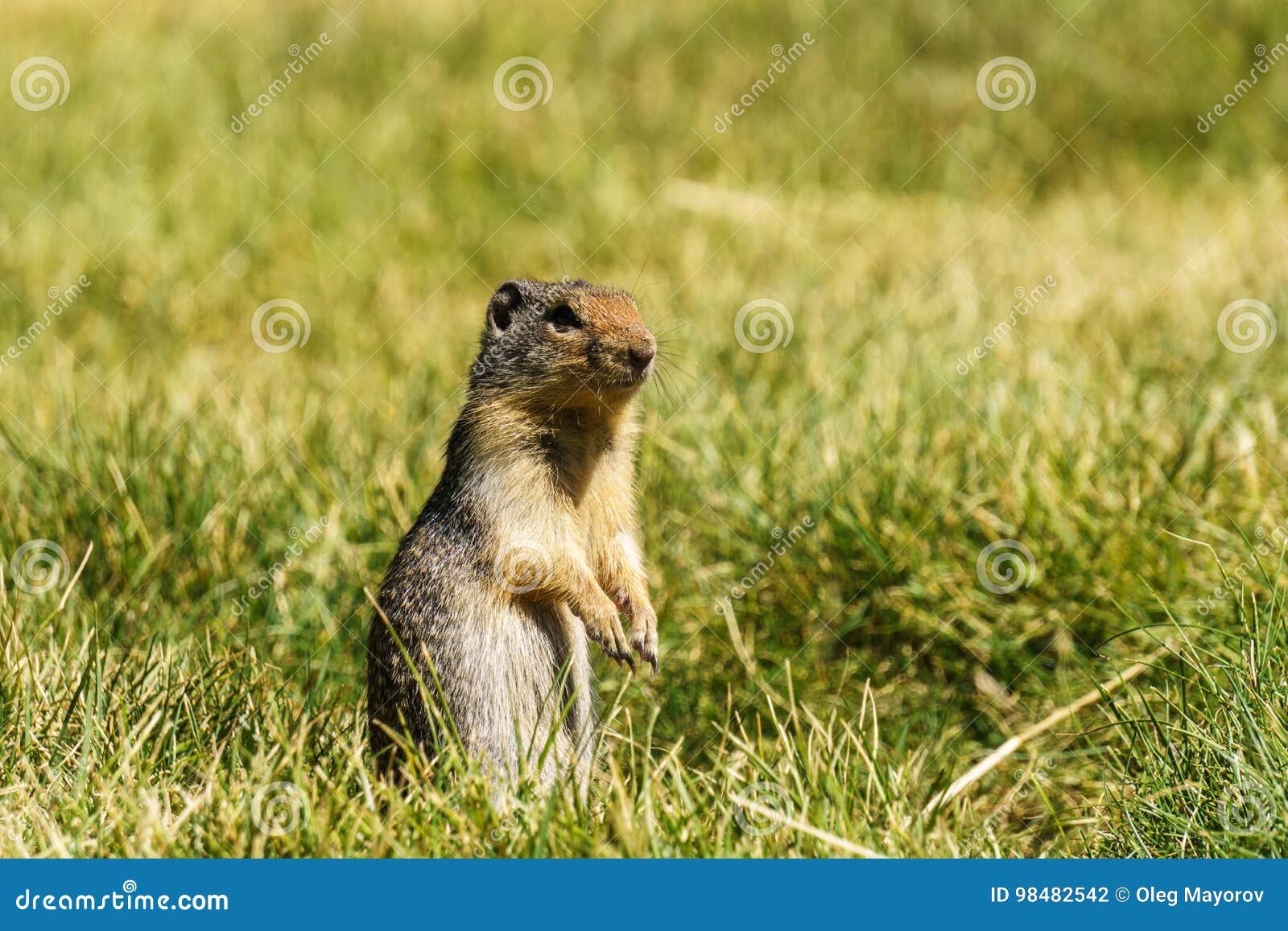 European Suslik Gopher or Ground Squirrel in the Wilderness Outside ...