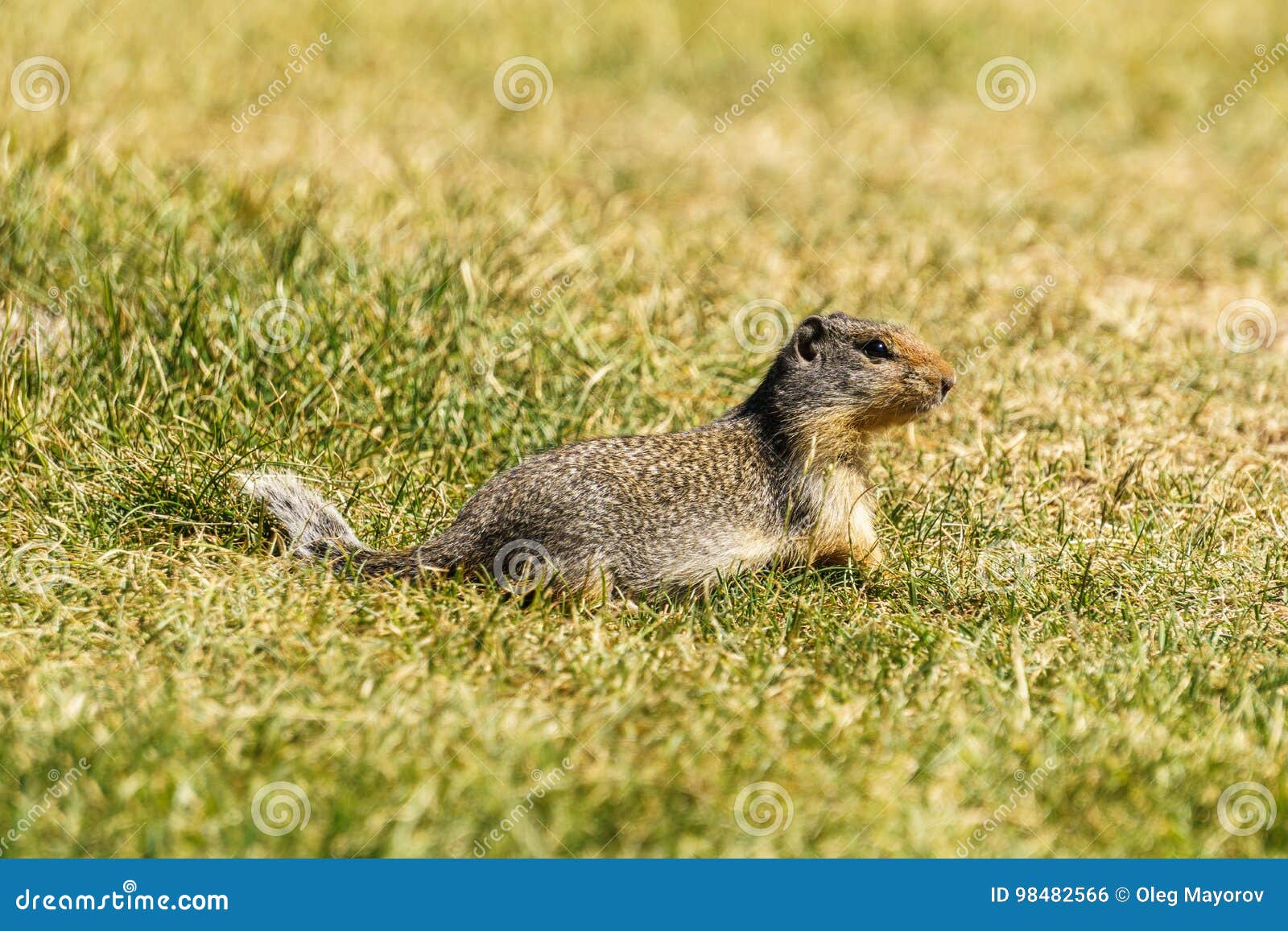 European Suslik Gopher or Ground Squirrel in the Wilderness Outside ...
