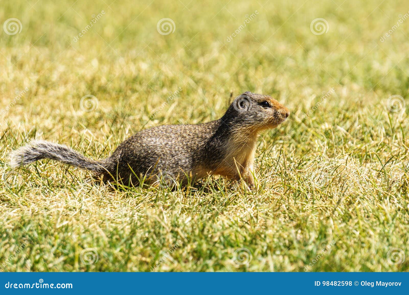 European Suslik Gopher or Ground Squirrel in the Wilderness Outside ...