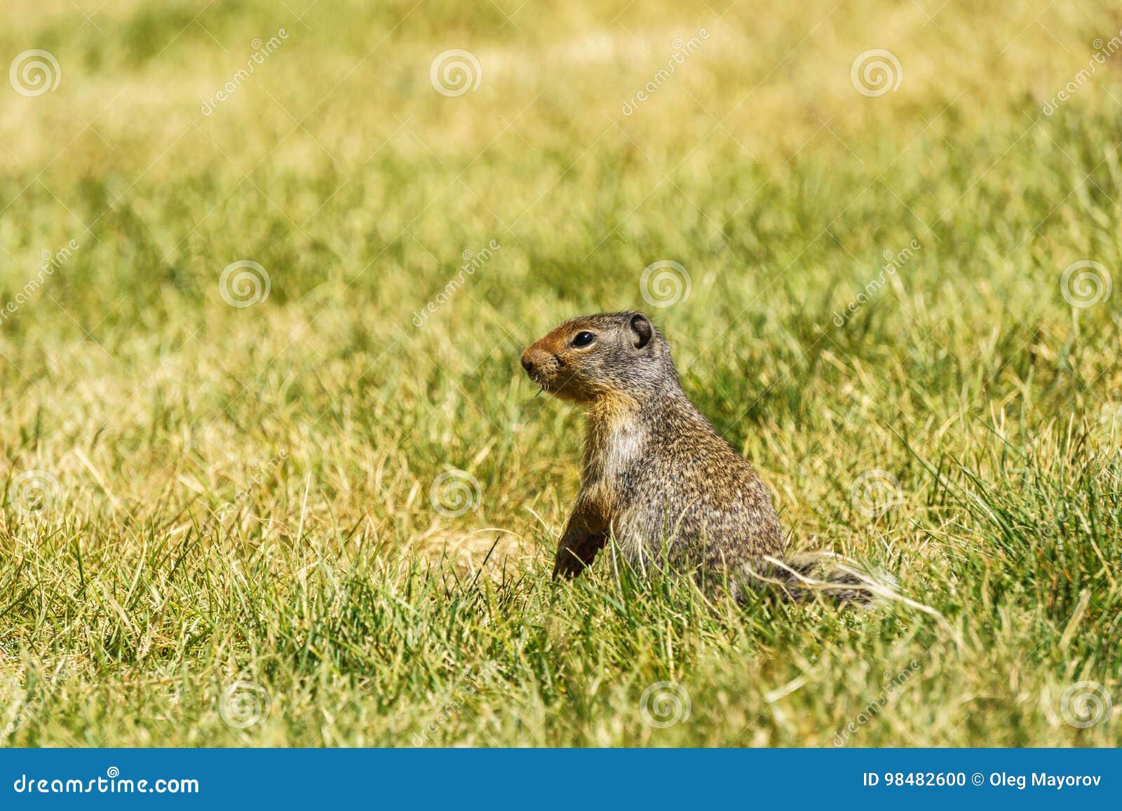 European Suslik Gopher or Ground Squirrel in the Wilderness Outside ...