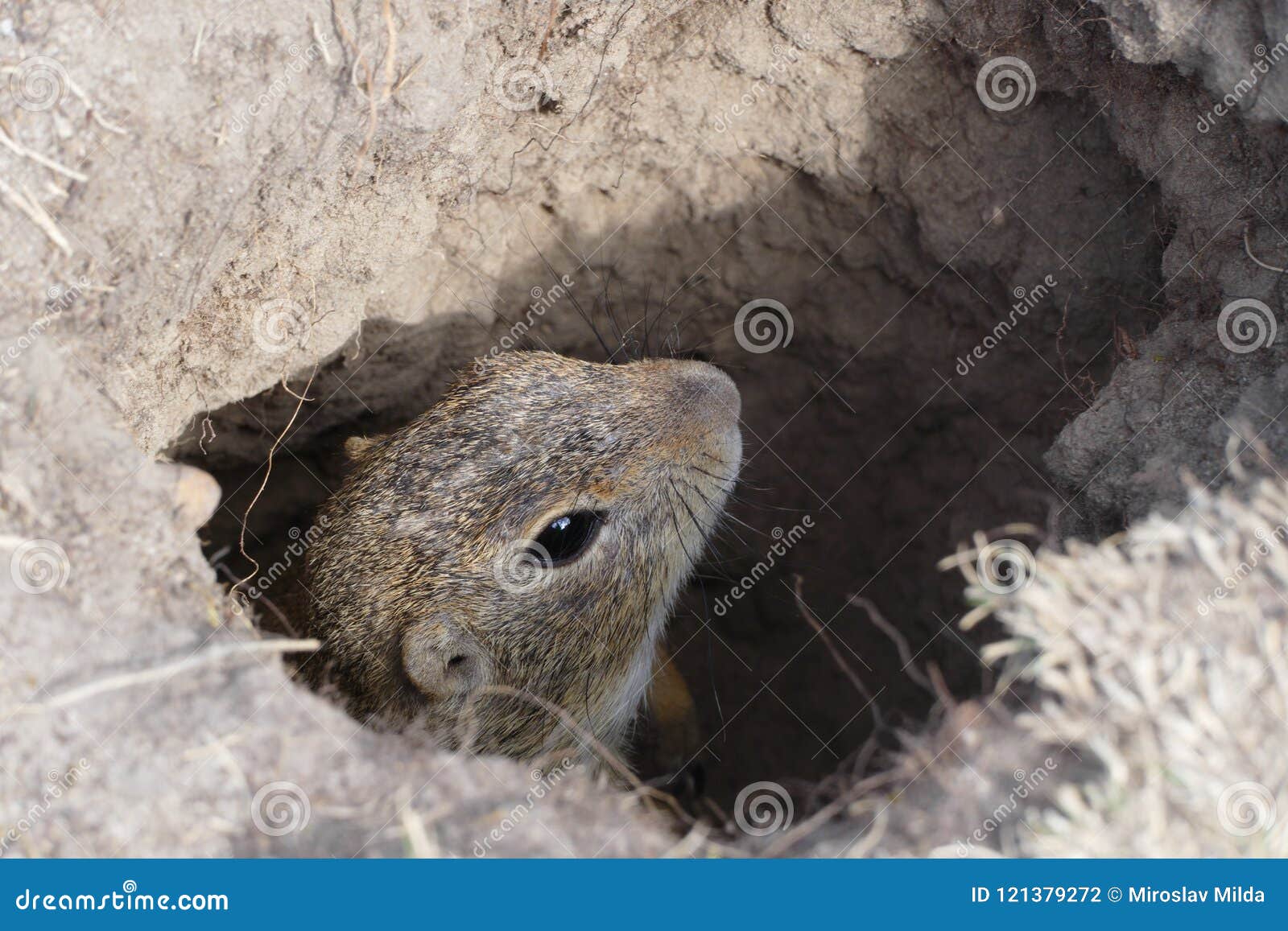 European suslik stock photo. Image of close, brown, marmot - 121379272