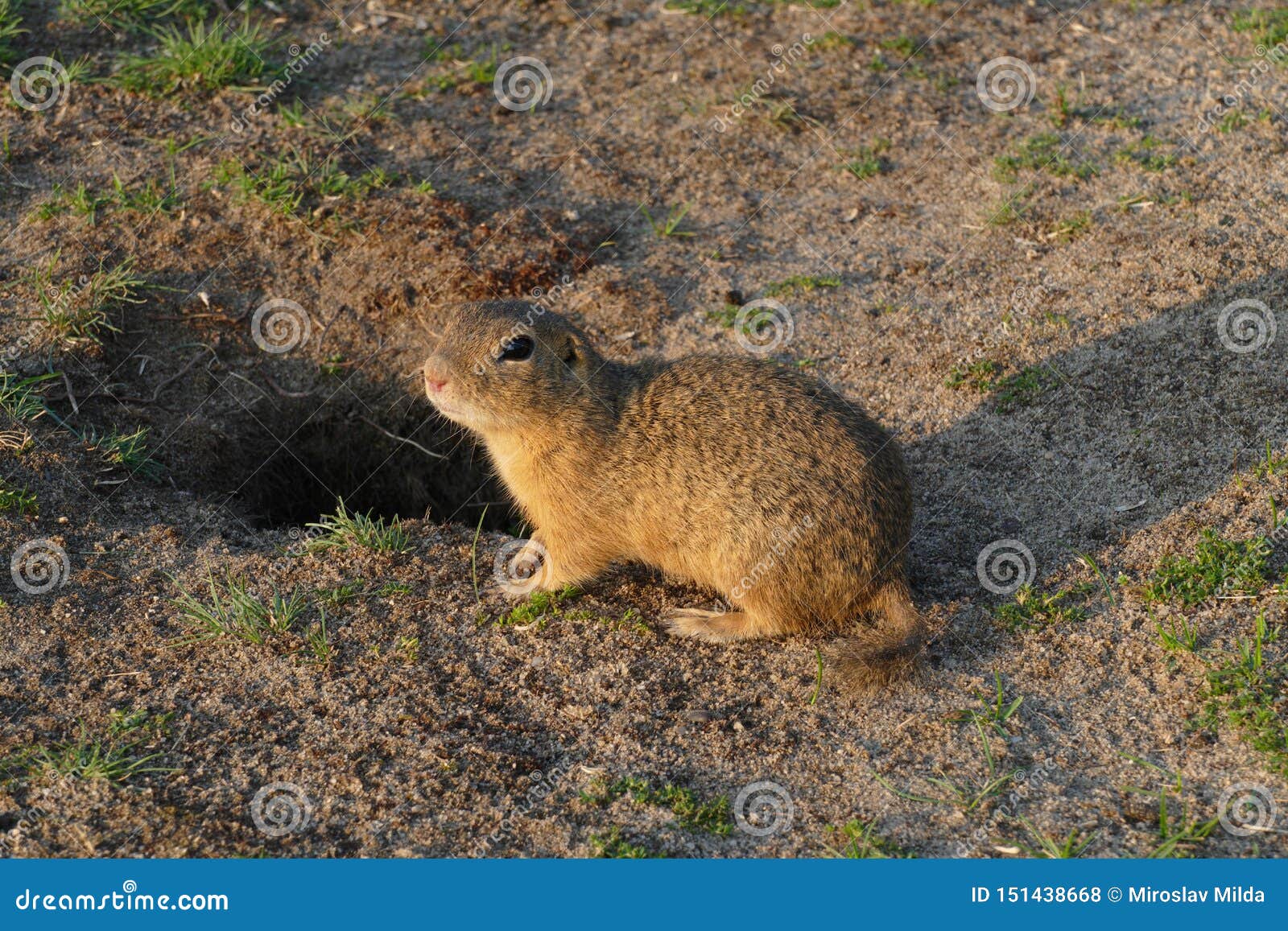 European suslik in sunset stock photo. Image of little - 151438668
