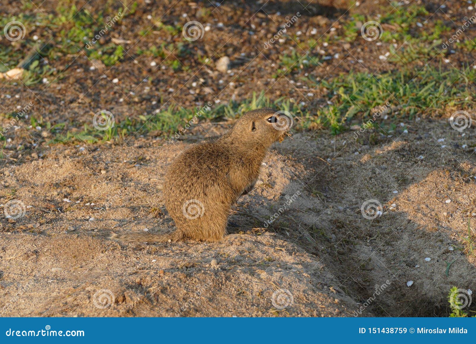 European suslik in sunset stock image. Image of environment - 151438759