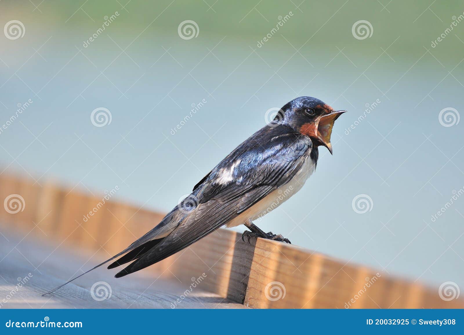 European swallow stock image. Image of bird, animal, swallow - 20032925