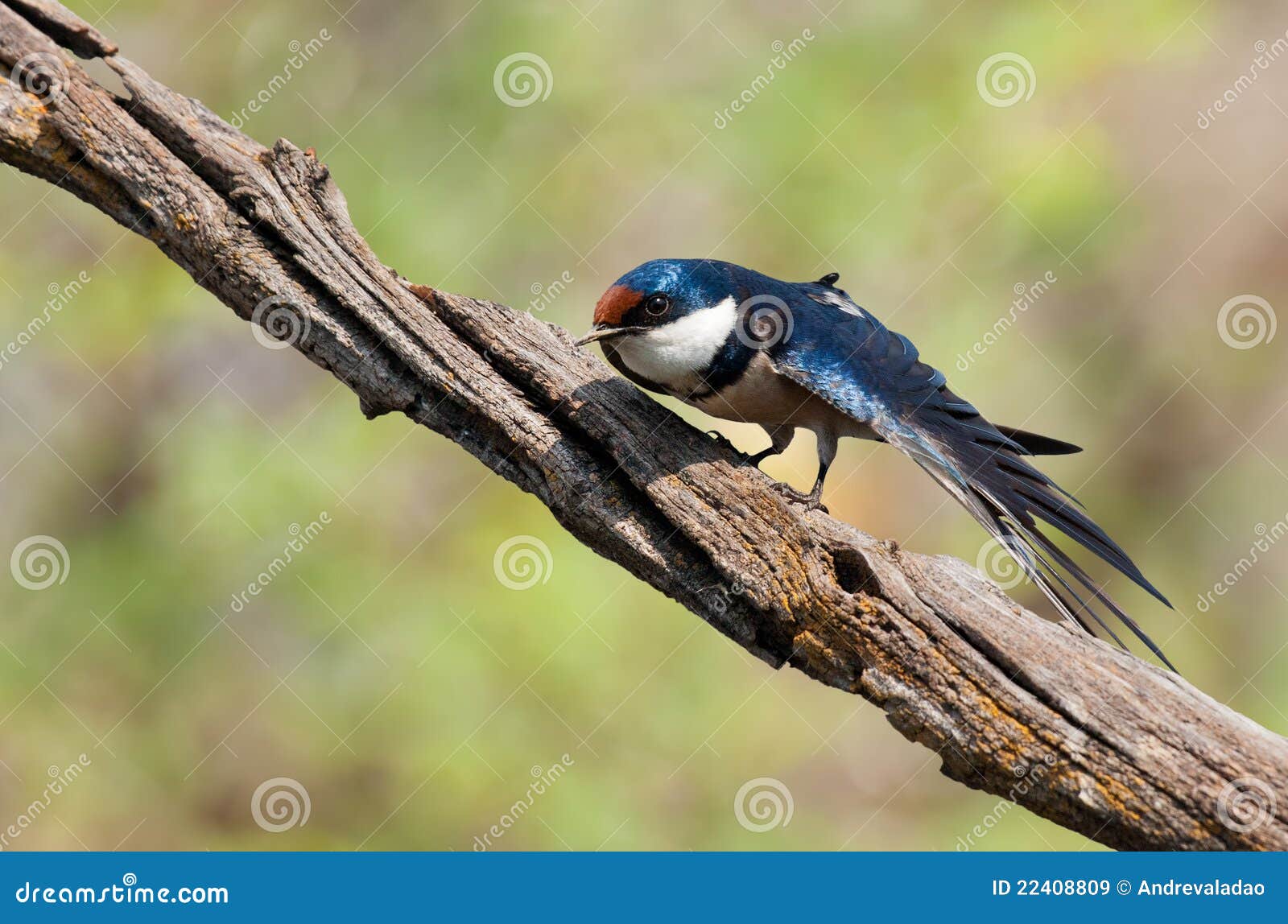European swallow stock image. Image of avian, pilansberg - 22408809