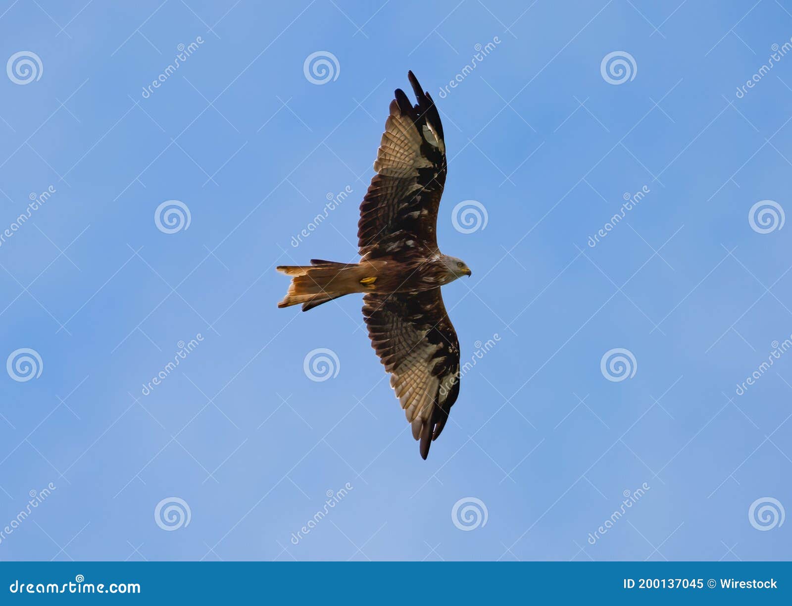 European Swallow Bird Flying in a Clear Blue Sky Stock Image - Image of ...