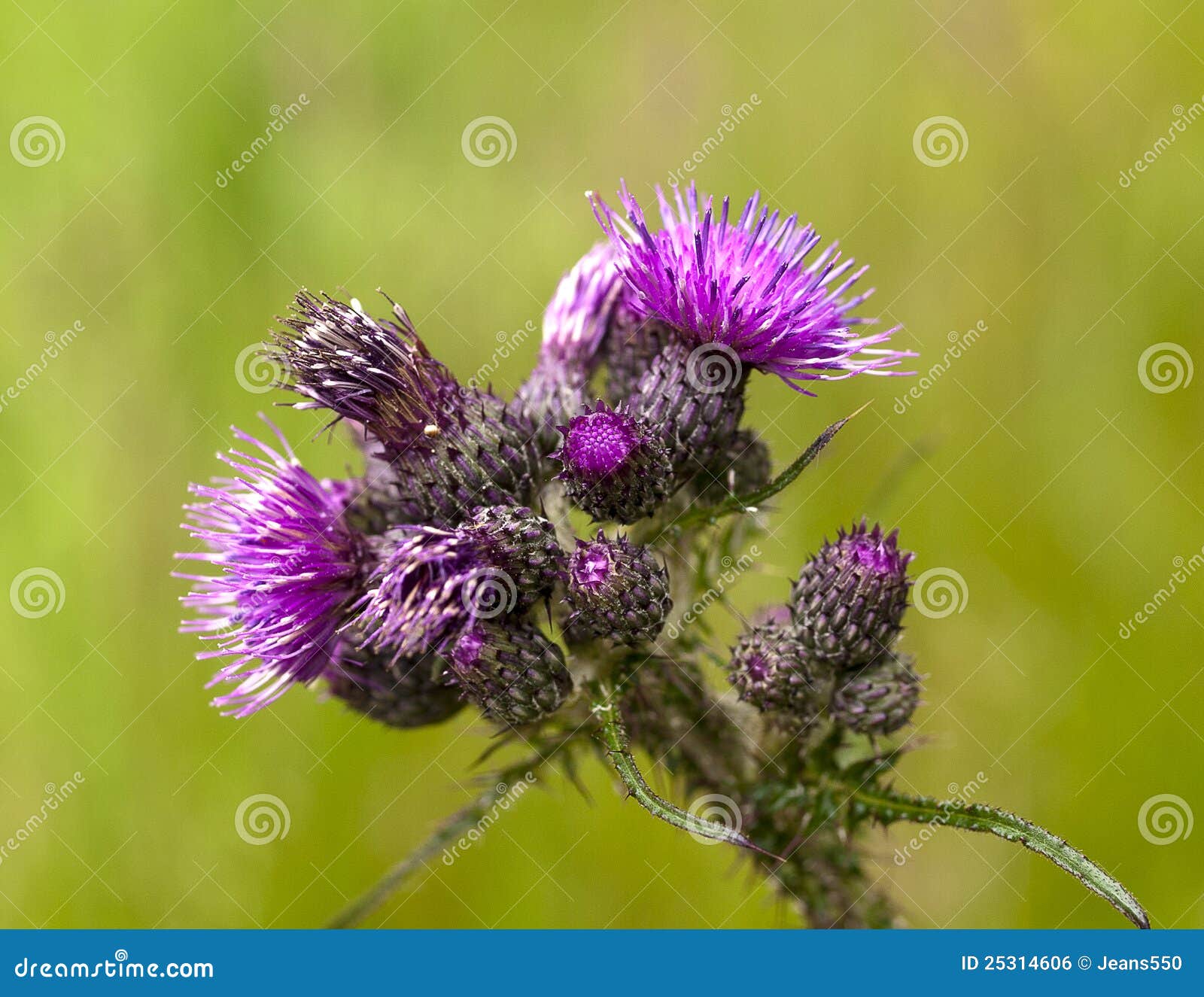 European swamp thistle stock photo. Image of palustre - 25314606