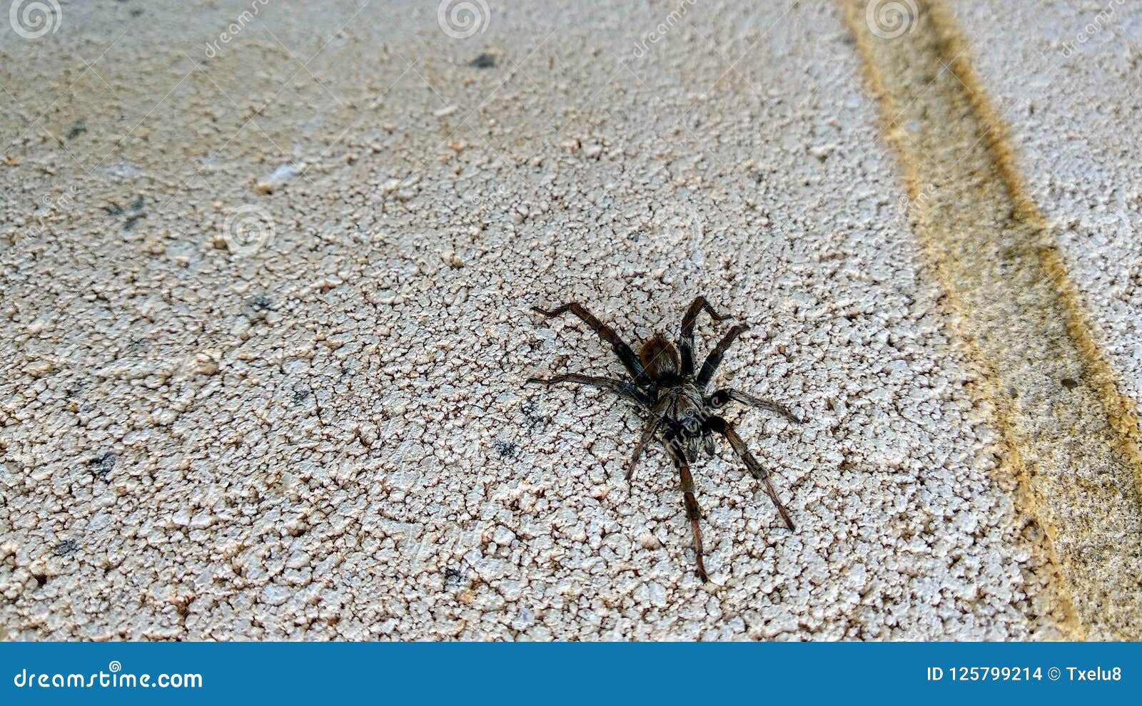 European Tarantula stock photo. Image of spider, european - 125799214