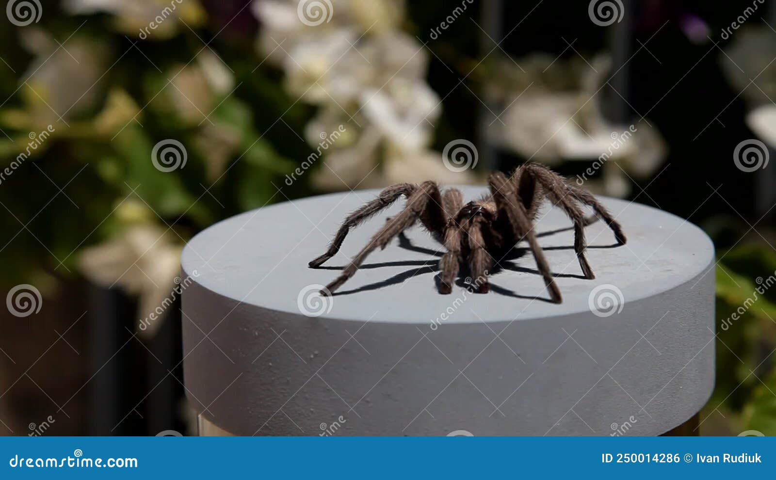 European Tarantula Spider Sitting on a Area Stock Footage - Video of ...