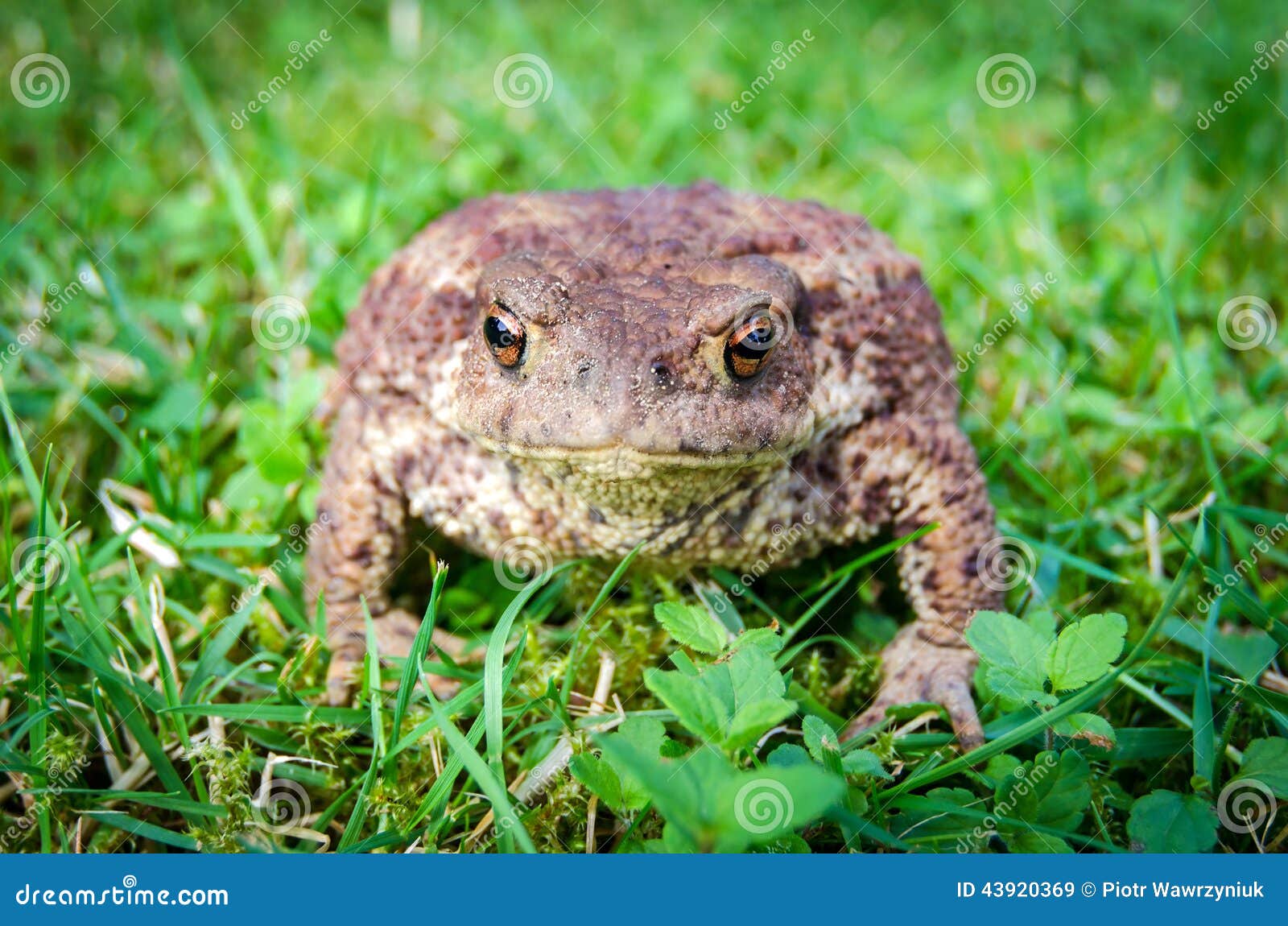 European toad stock image. Image of grass, front, biology - 43920369