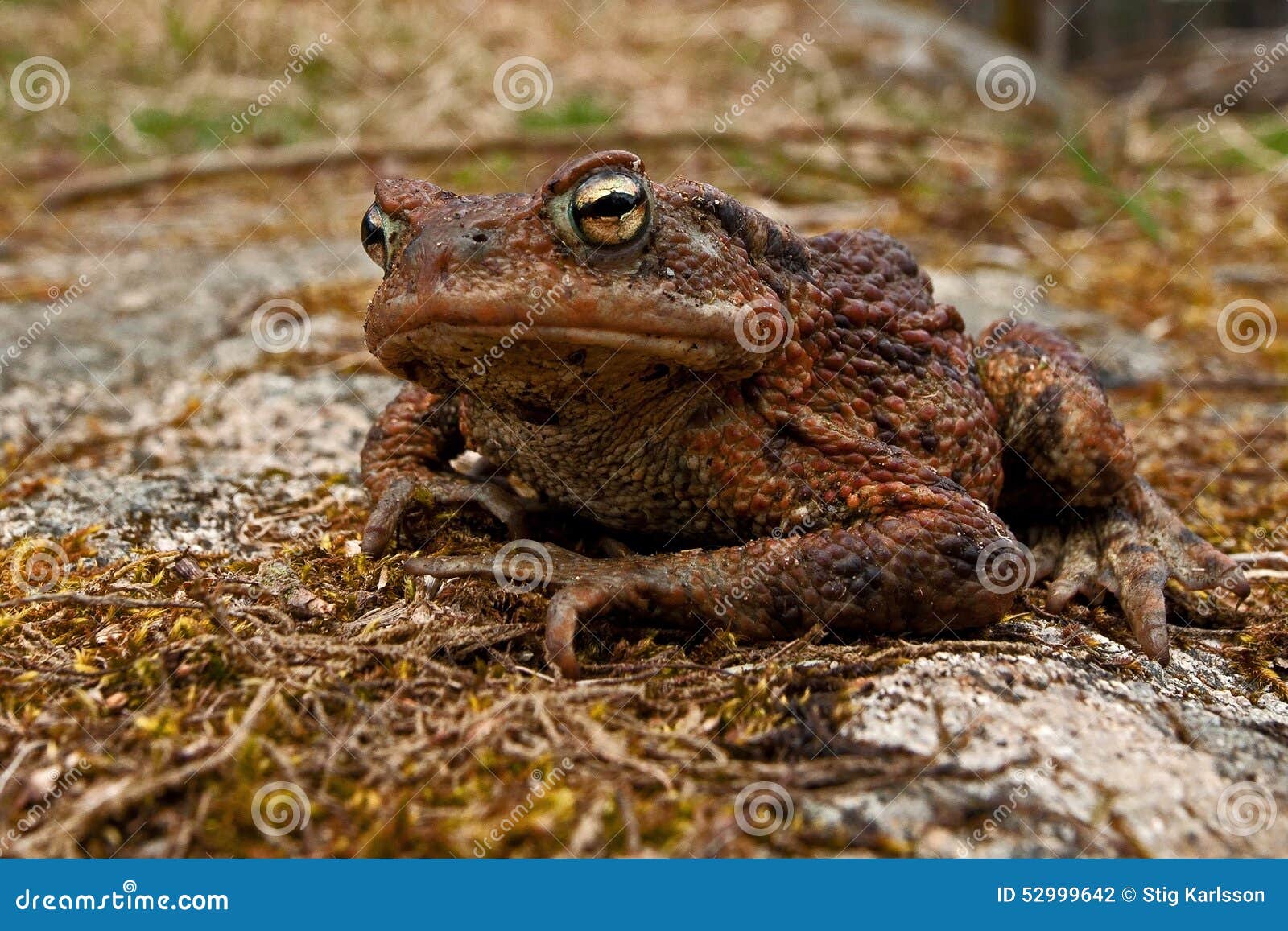 European toad, Bufo bufo stock photo. Image of nocturnal - 52999642