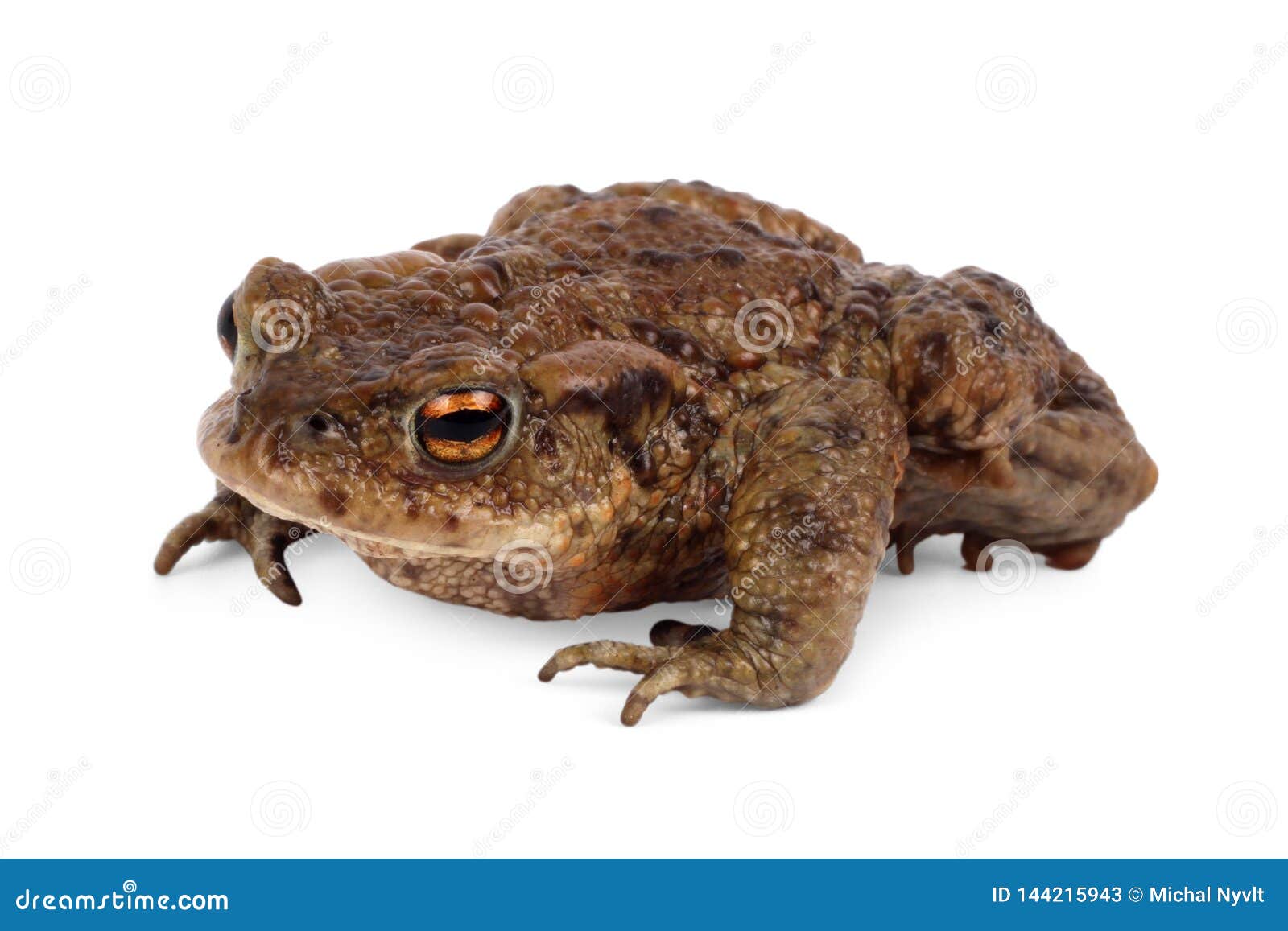Toad on white background stock image. Image of looking - 144215943