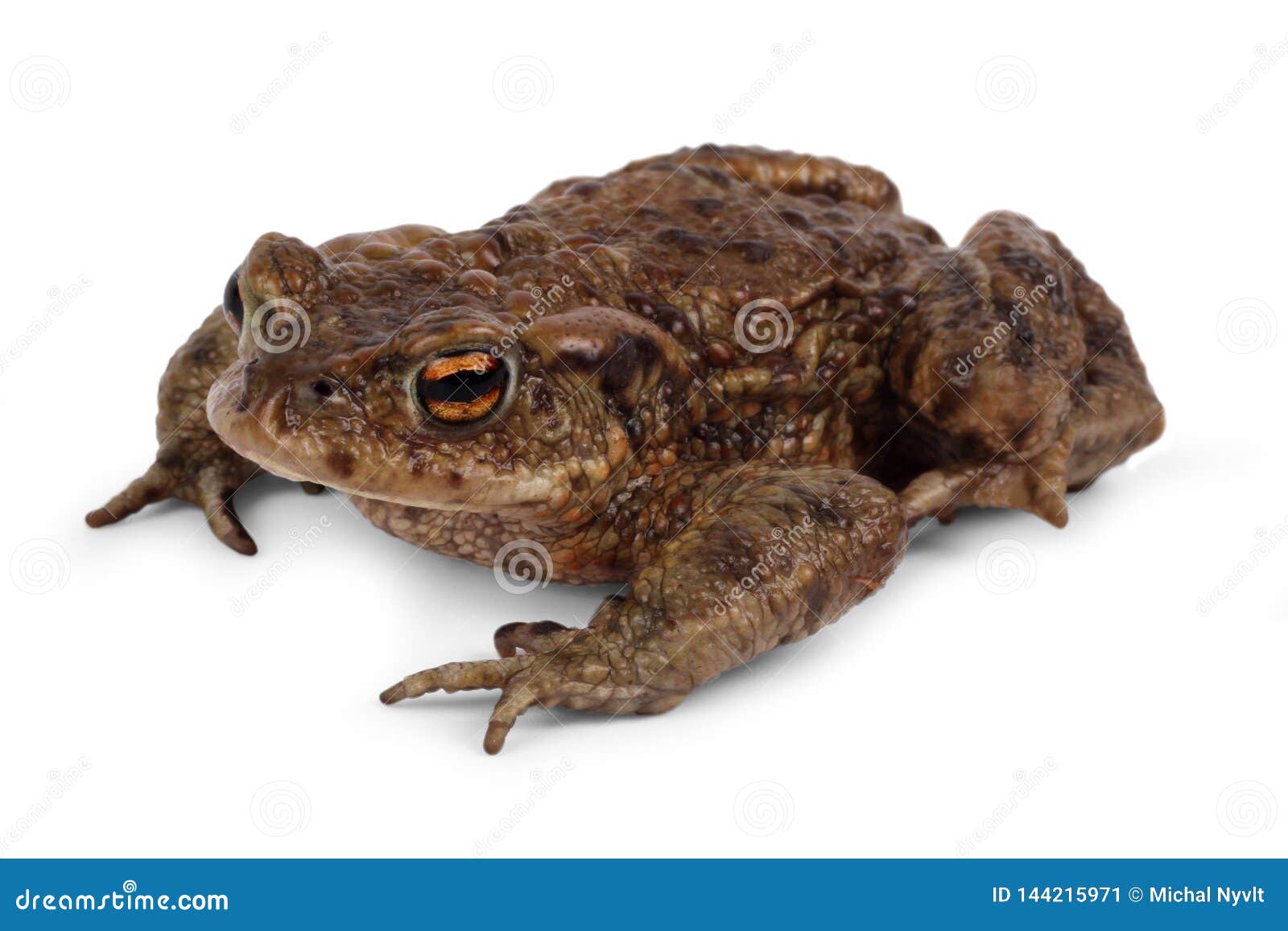 Toad on white background stock image. Image of alive - 144215971