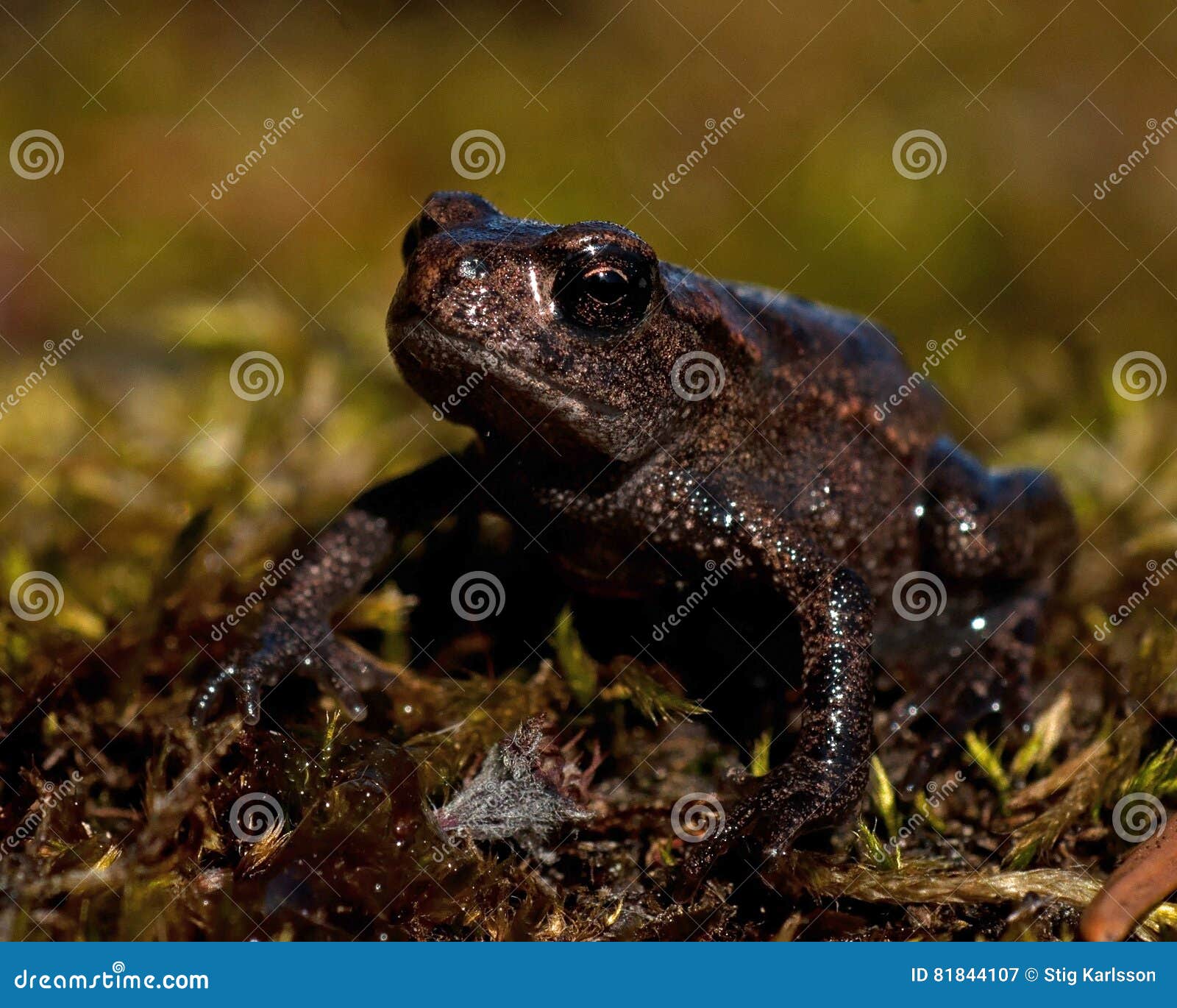 European Toad, Bufo Bufo 15 Mm Baby Stock Image - Image of gras, commo ...