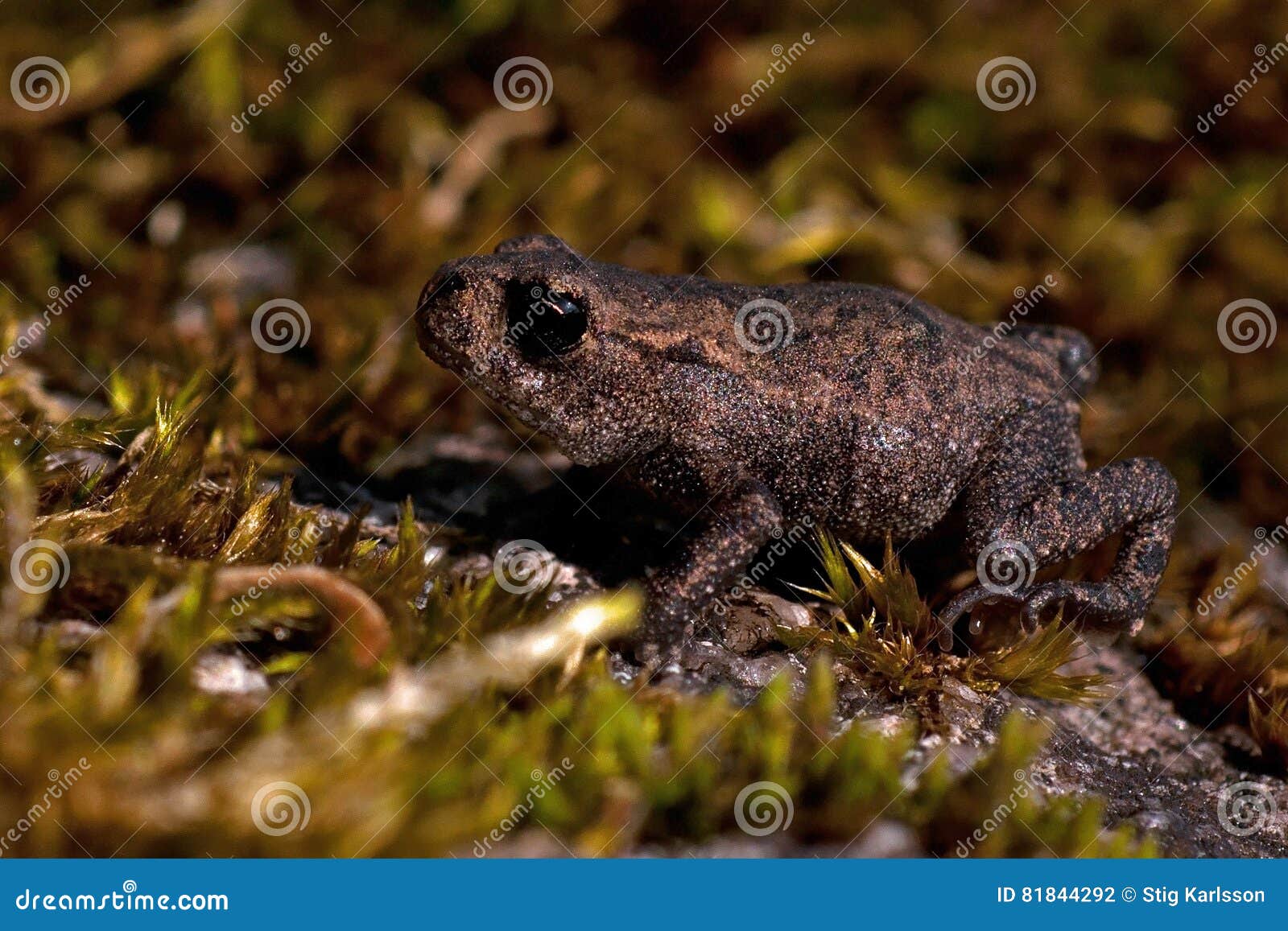 European Toad, Bufo Bufo 15 Mm Baby Stock Photo - Image of control ...
