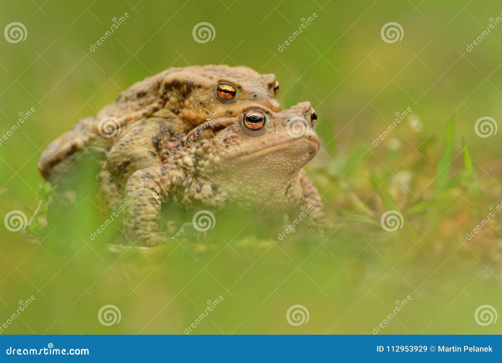 European Toad - Bufo bufo stock image. Image of wild - 112953929