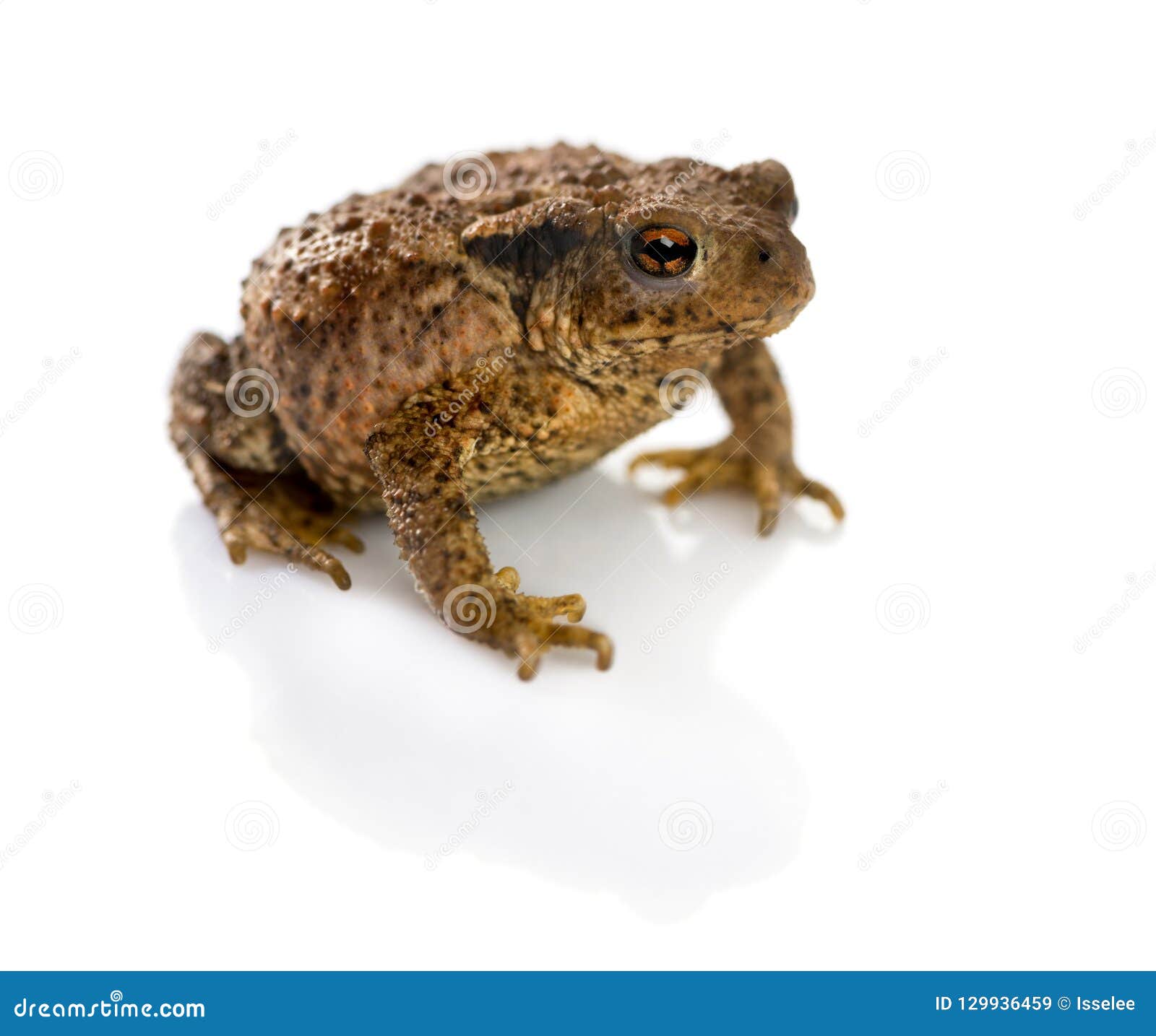Toad Background Stock Photography | CartoonDealer.com #892766