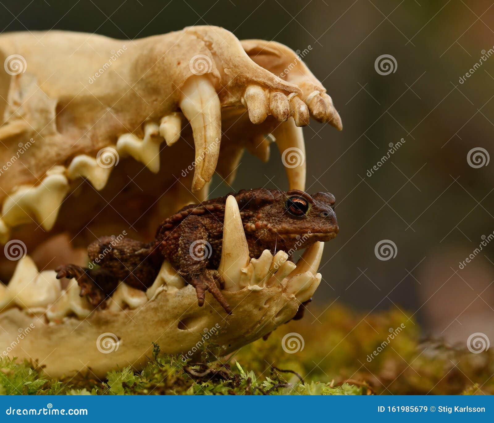 European Toad, Bufo Bufo Sitting in Skull from a Fox Stock Image ...
