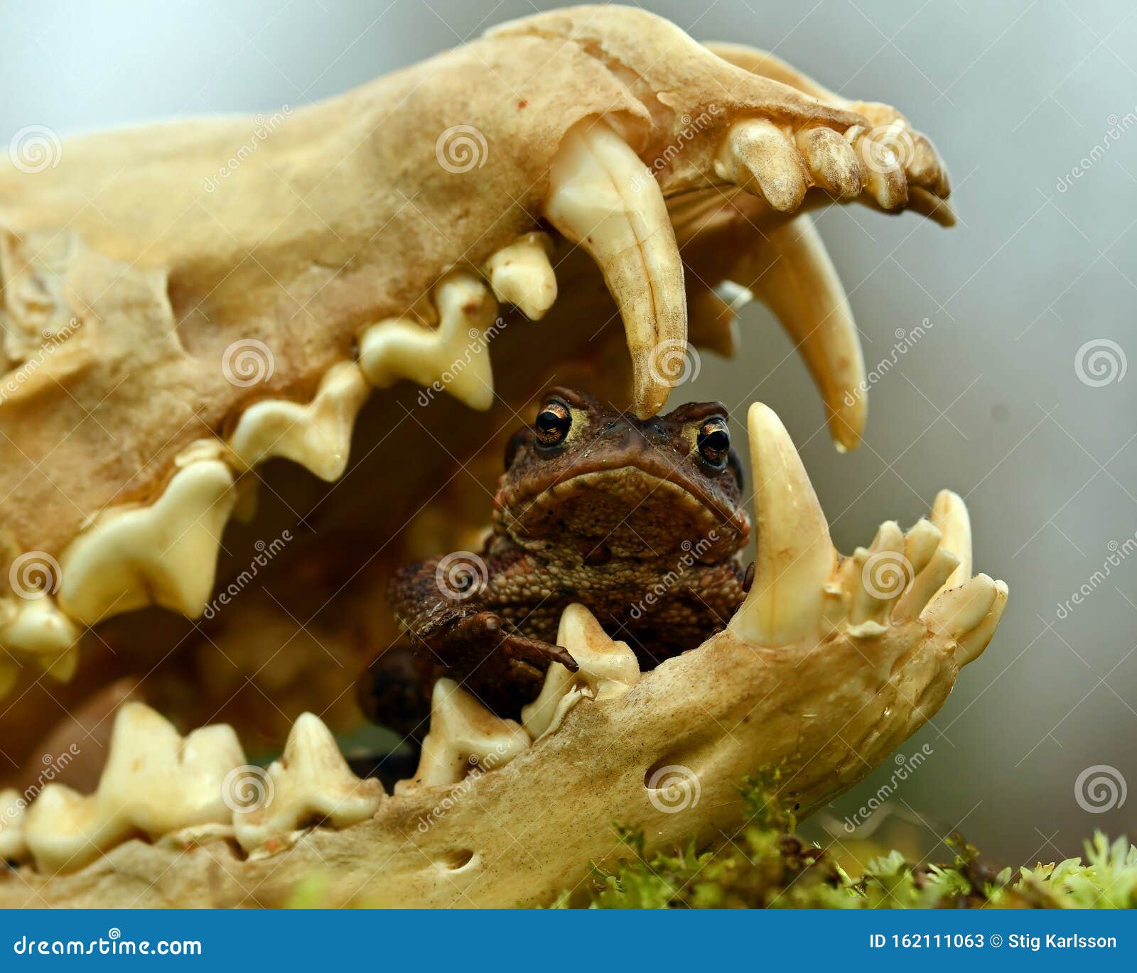 European Toad, Bufo Bufo Sitting in Skull from a Fox Stock Image ...