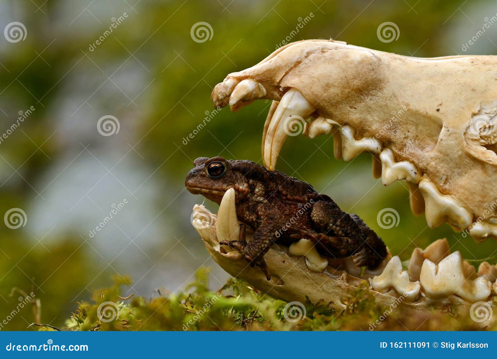 European Toad, Bufo Bufo Sitting in Skull from a Fox Stock Image ...