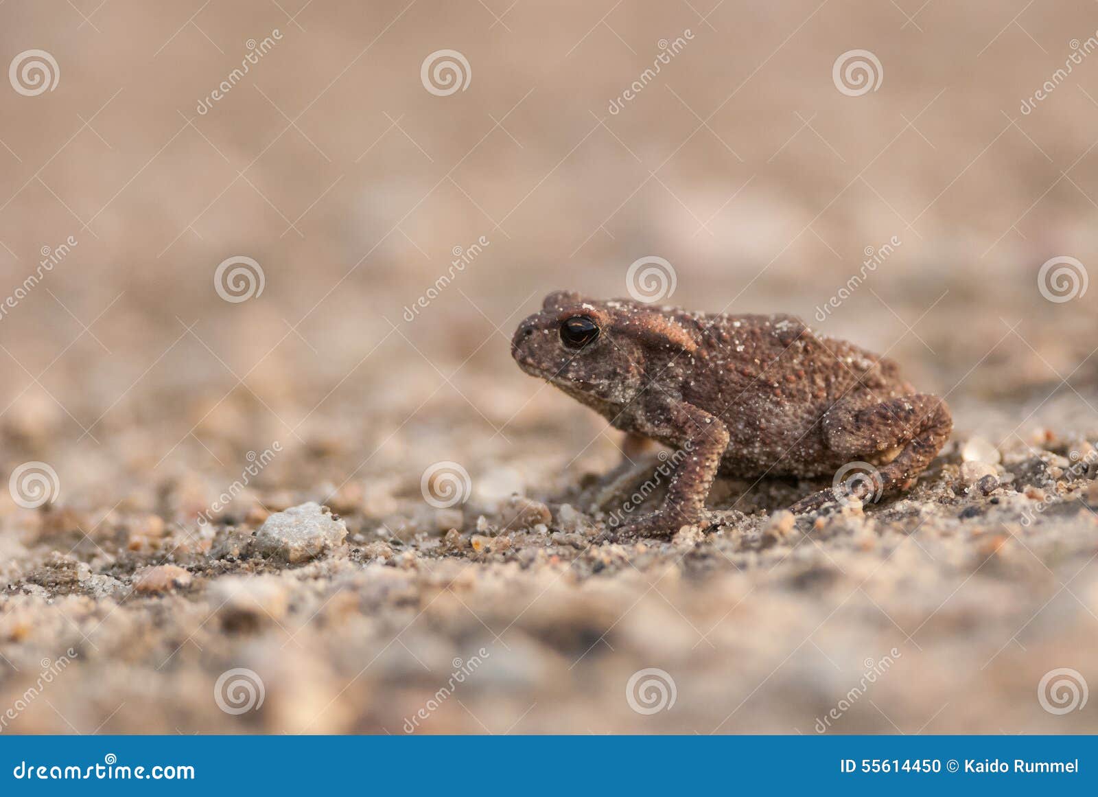 European toad stock photo. Image of wildlife, frog, bufo - 55614450