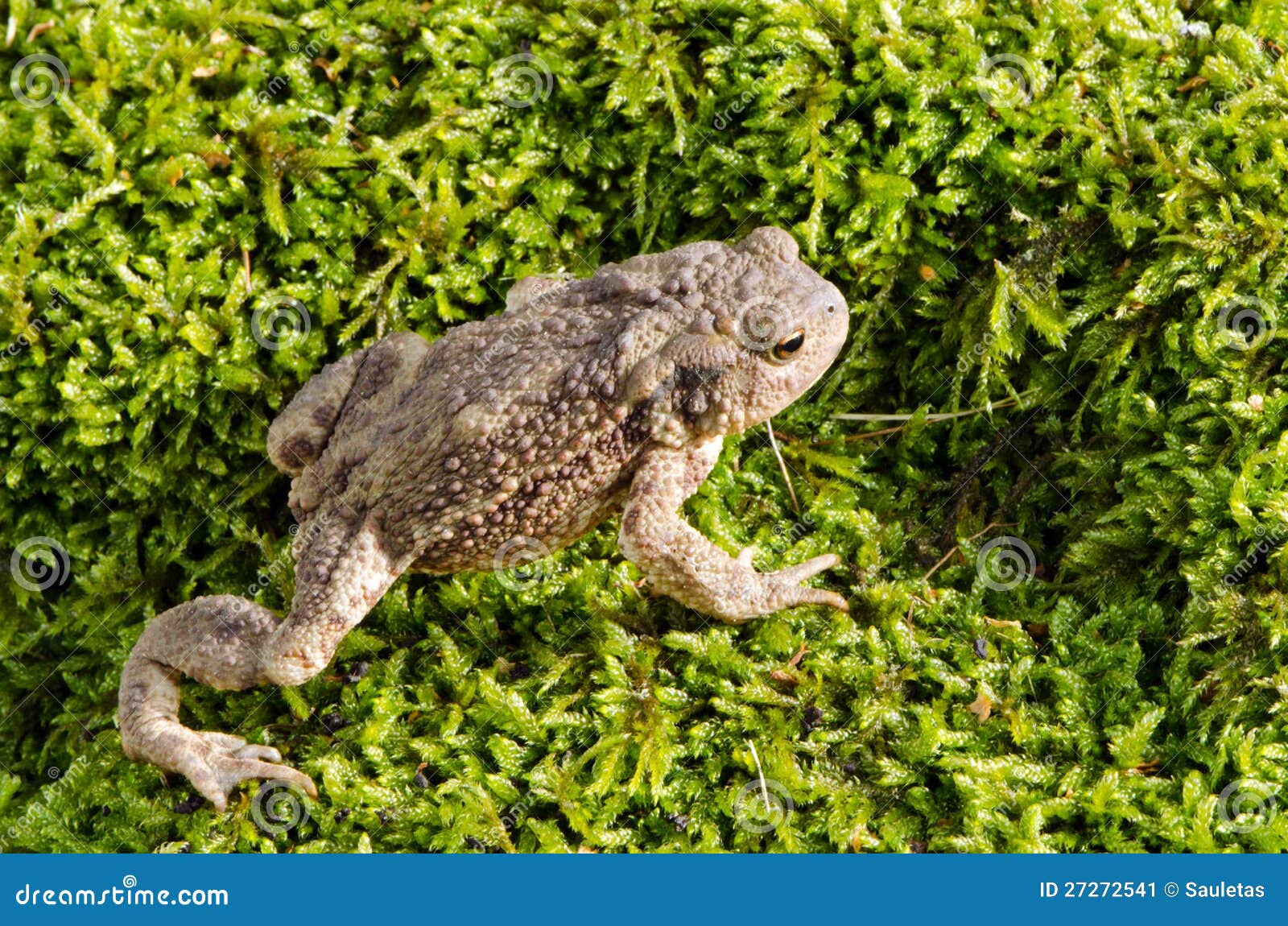 European toad on moss stock image. Image of frog, amphibian - 27272541