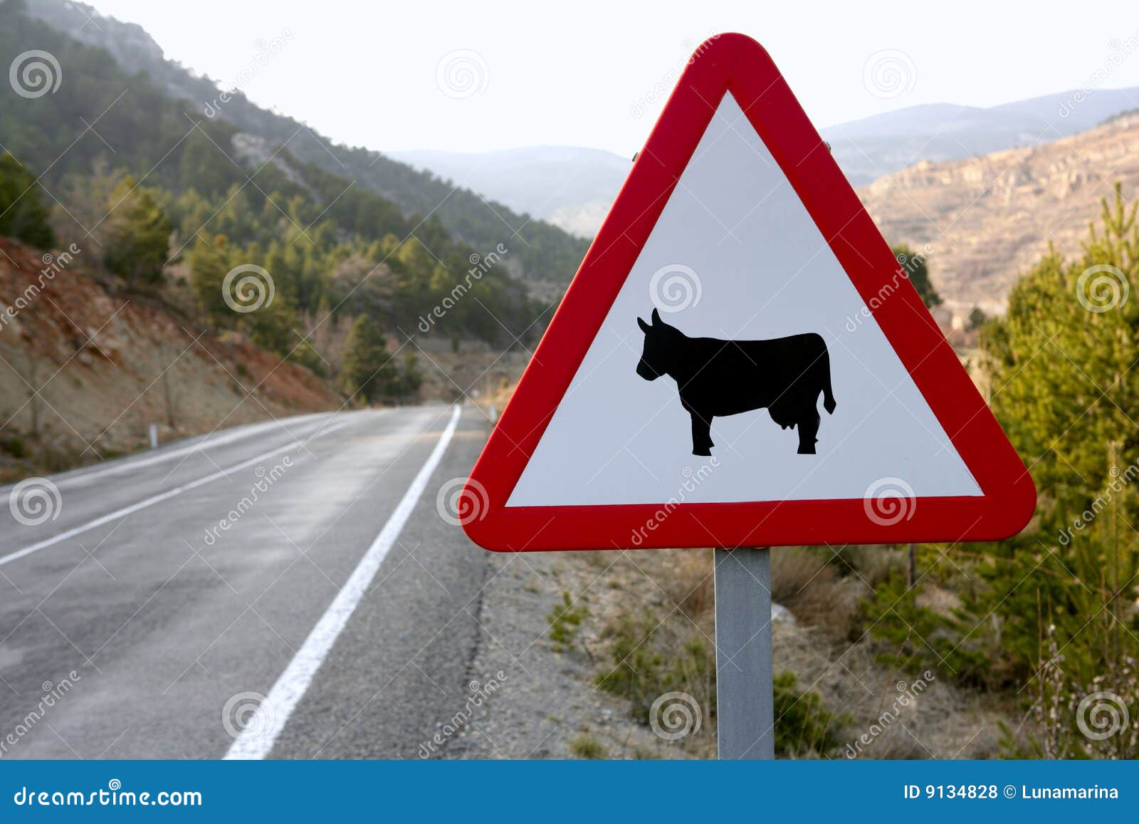 European Traffic Sign, Cows on the Road Stock Photo - Image of funny ...