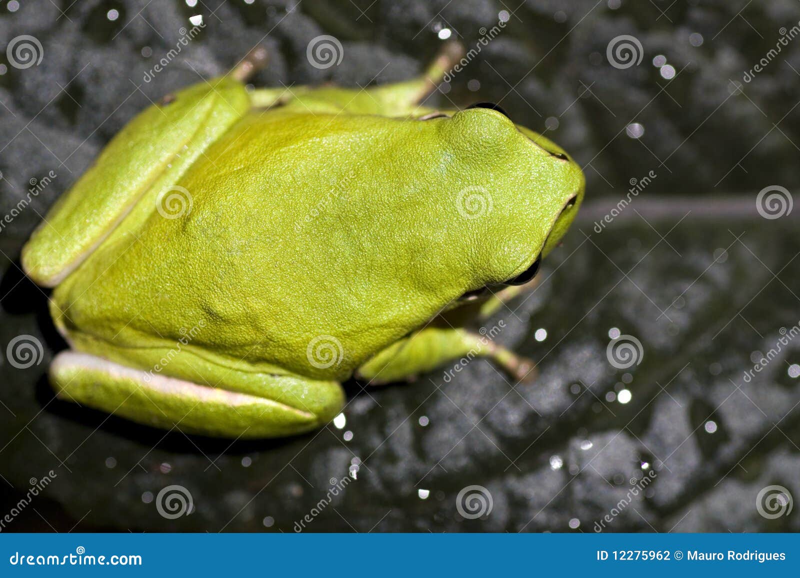 European tree frog stock photo. Image of green, portuguese - 12275962