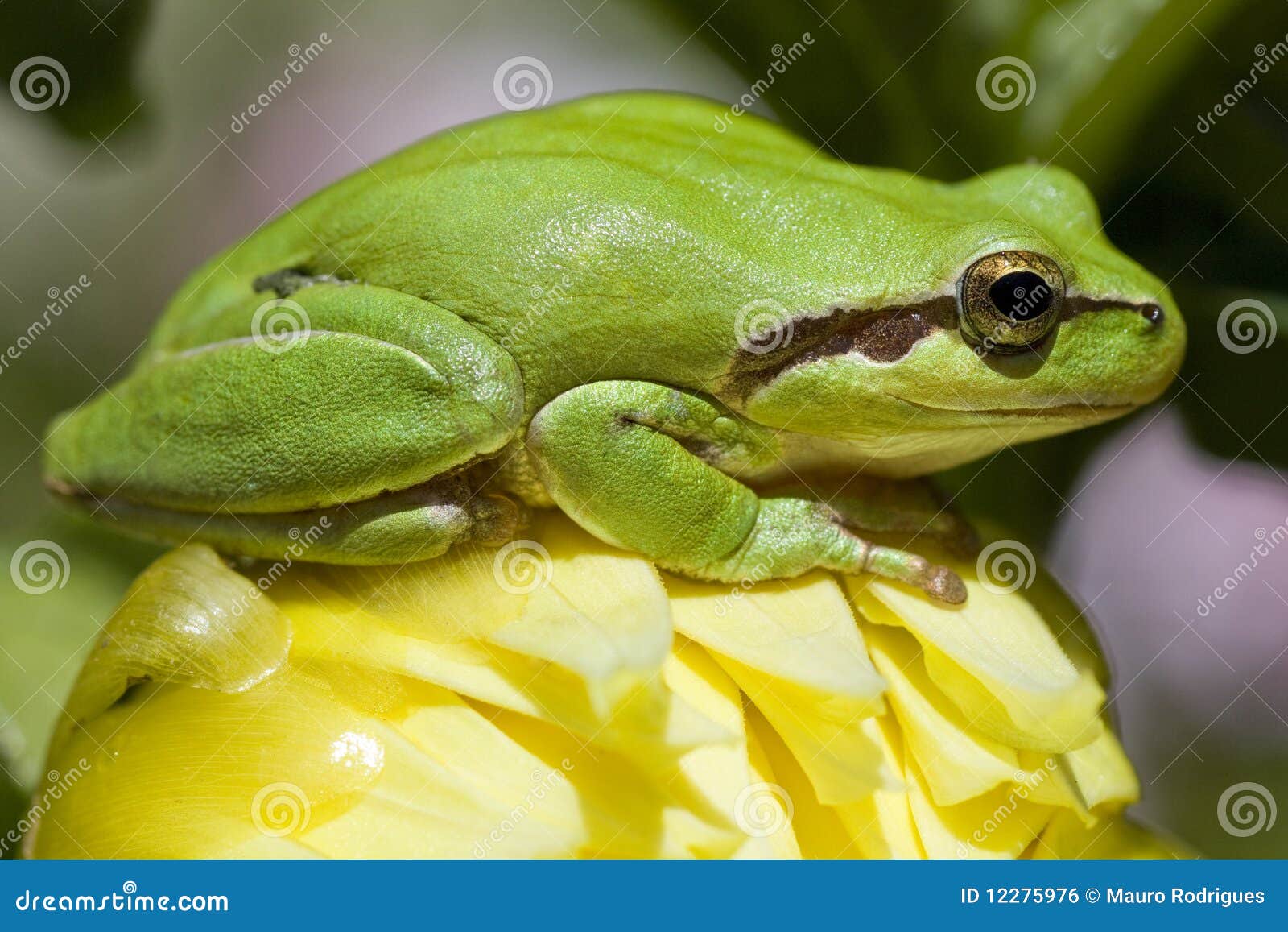 European tree frog stock photo. Image of arborea, arboreal - 12275976
