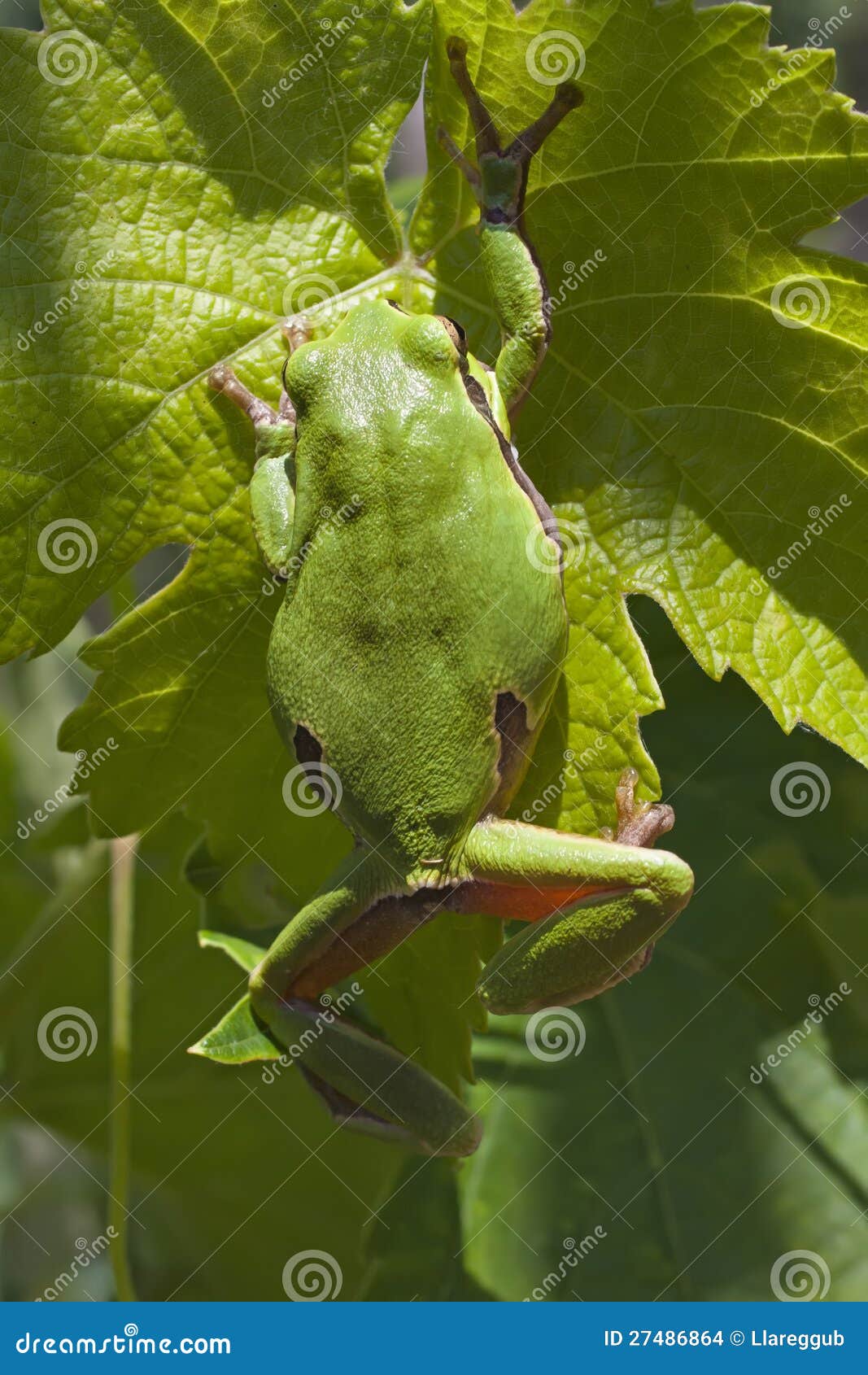 European Tree Frog stock photo. Image of nature, european - 27486864