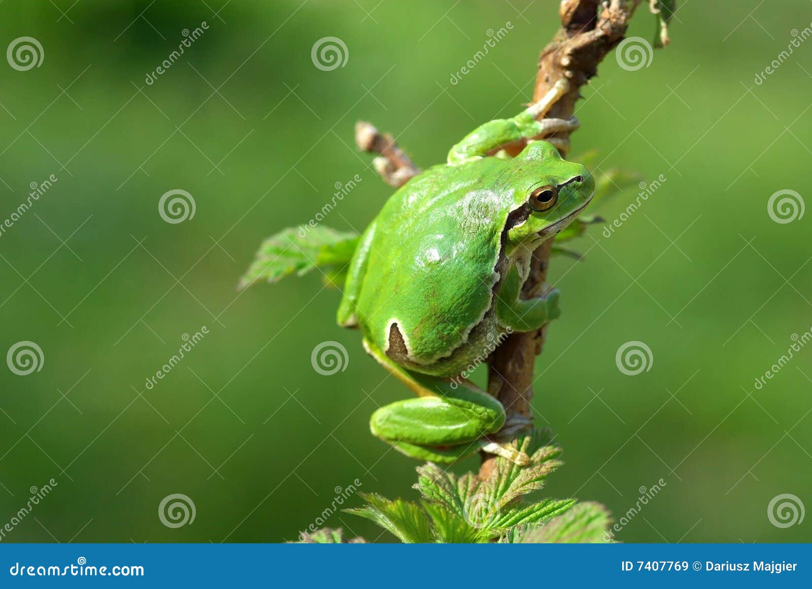 European tree frog. stock image. Image of detail, natural - 7407769