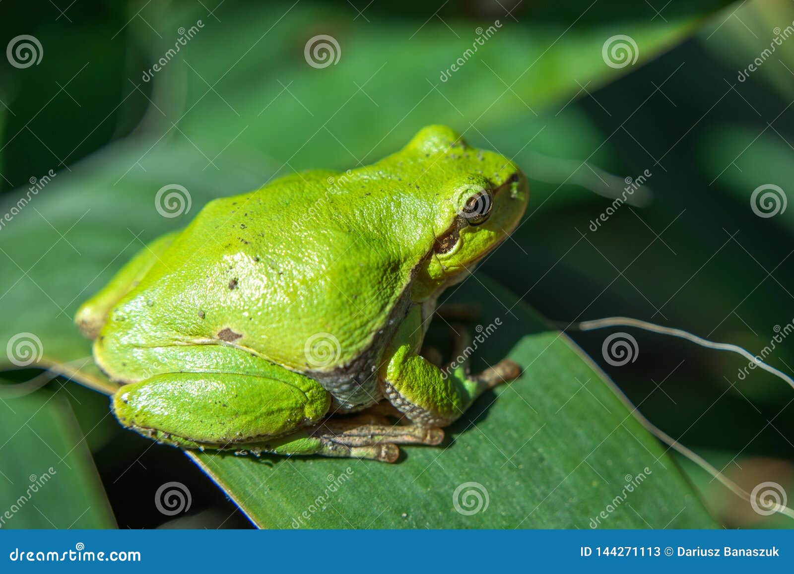 European Tree Frog is Basking on a Leaf Stock Image - Image of detail ...