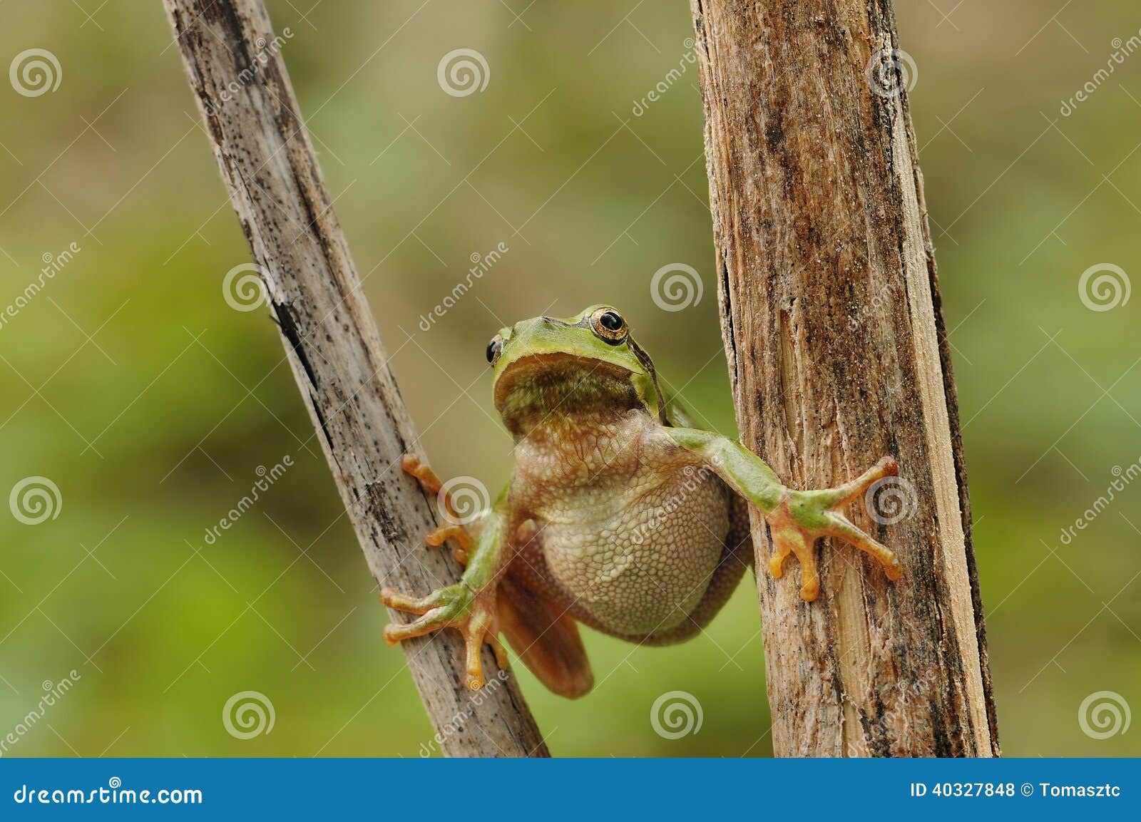 European Tree Frog. Royalty-Free Stock Photography | CartoonDealer.com ...