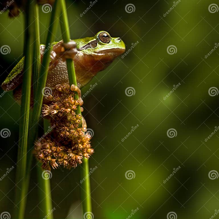 European Tree Frog Crawling at Night Stock Photo - Image of copy ...