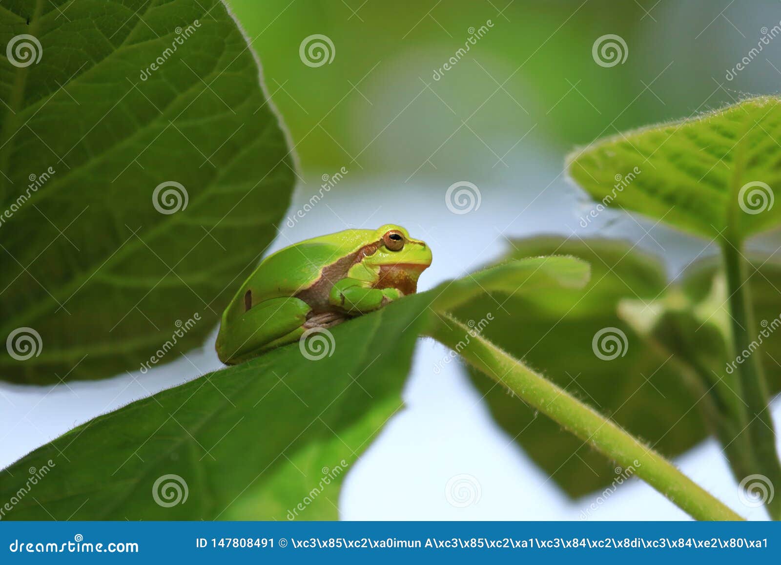 European tree frog on leaf stock image. Image of summer - 147808491
