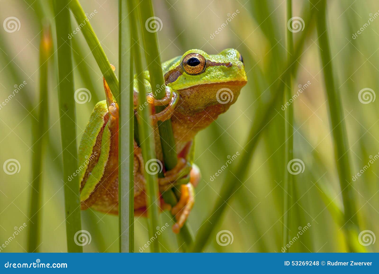 European Tree Frog Peeking from Behind Rush Stock Photo - Image of ...