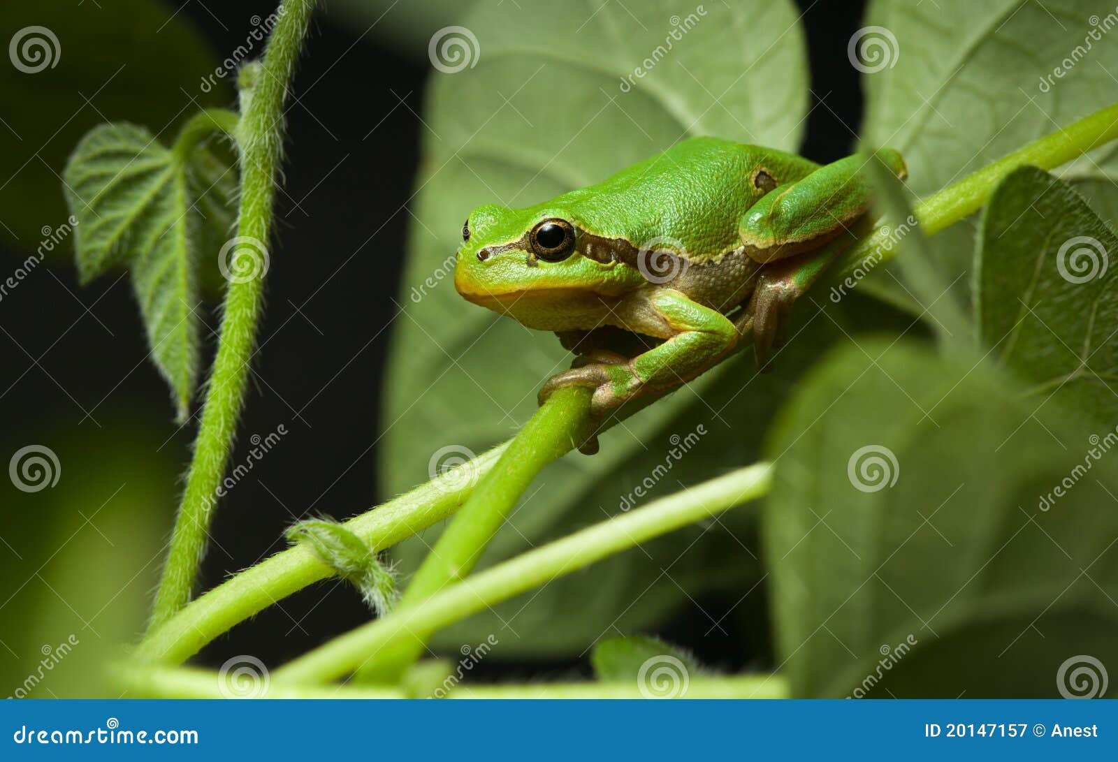 European Tree Frog Sitting on Leaf Stock Image - Image of nocturnal ...