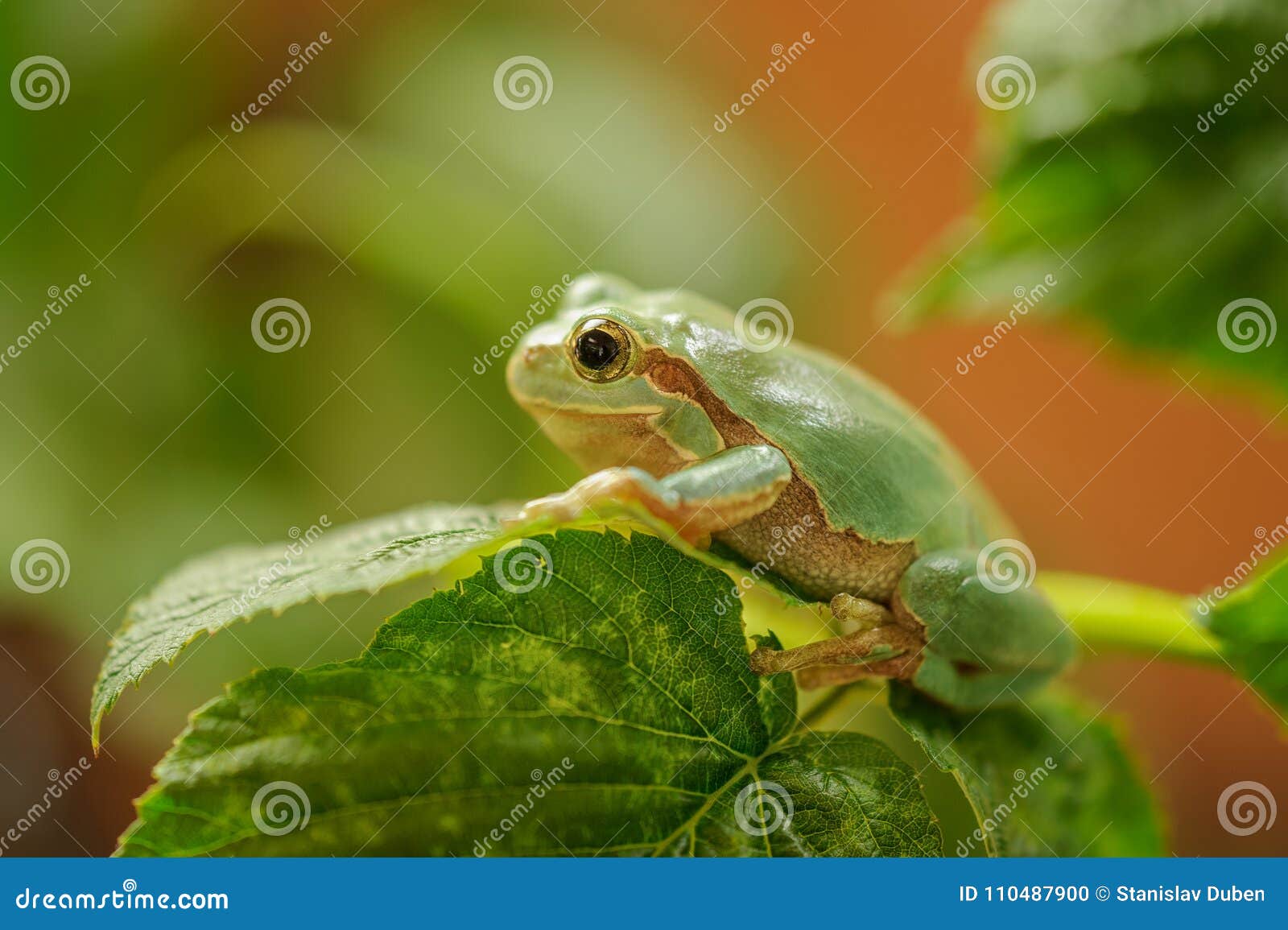 European Tree Frog on Stem of Raspberry Stock Photo - Image of small ...