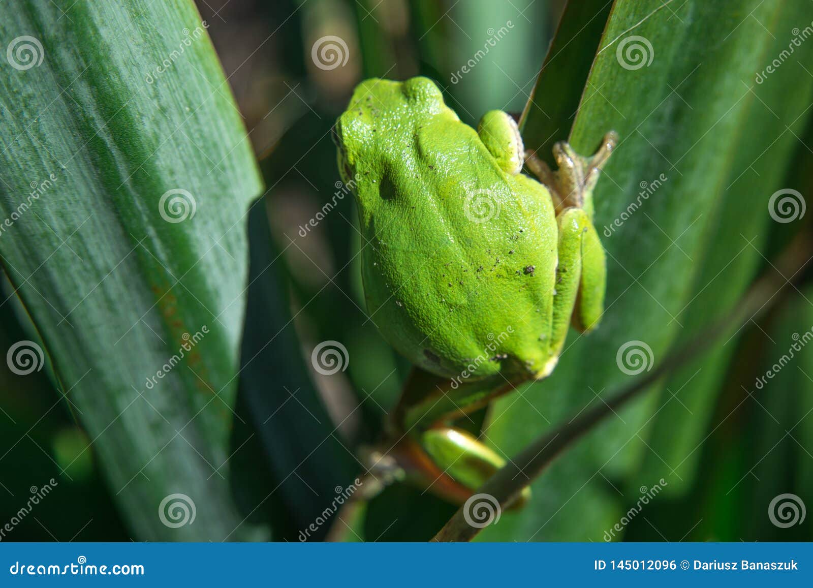 European Tree Frog Walking on a Leaf Stock Photo - Image of sits ...