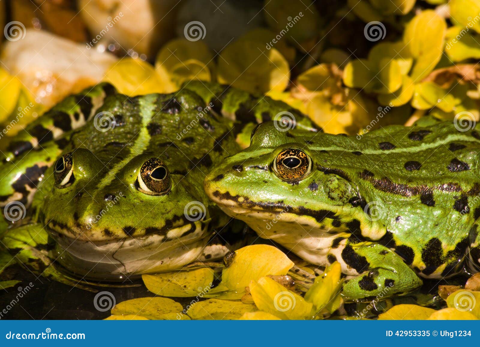 European tree frogs stock image. Image of lurch, european - 42953335