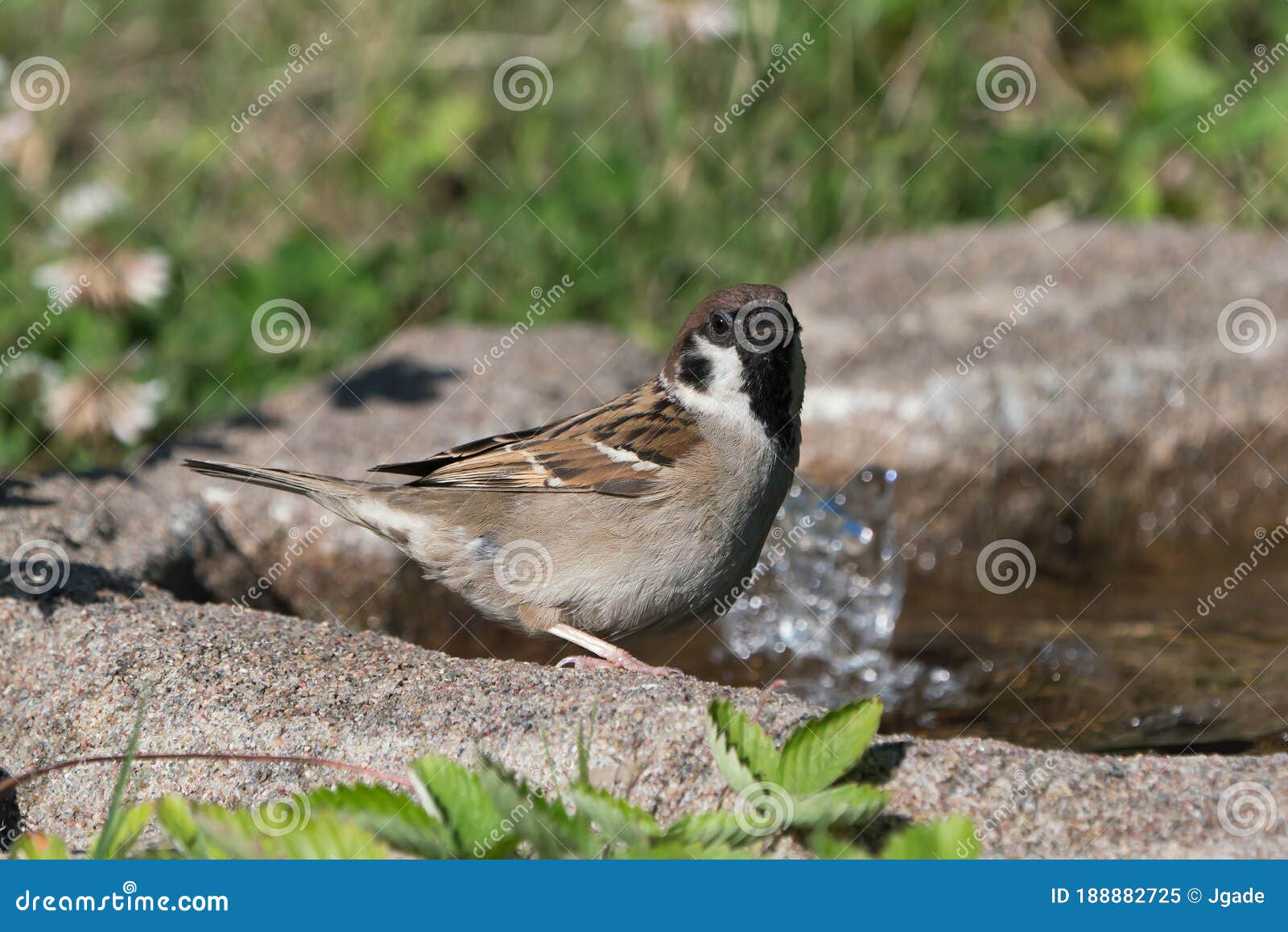 European tree sparrow stock image. Image of tree, edge - 188882725